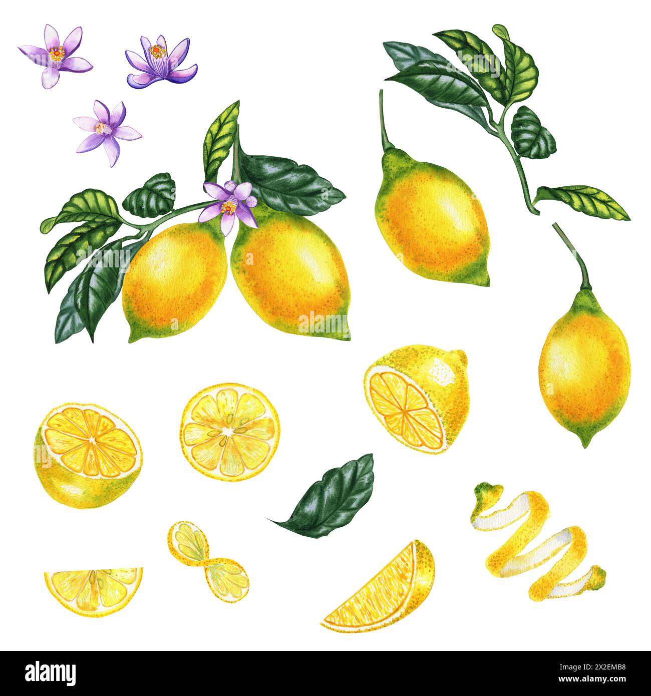 Lemons on a branch and slices large watercolor set. Hand drawn clipart ...