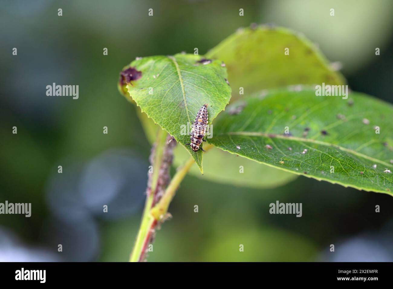 A ladybird larva feeding on an aphid colony on a young pear tree shoot ...