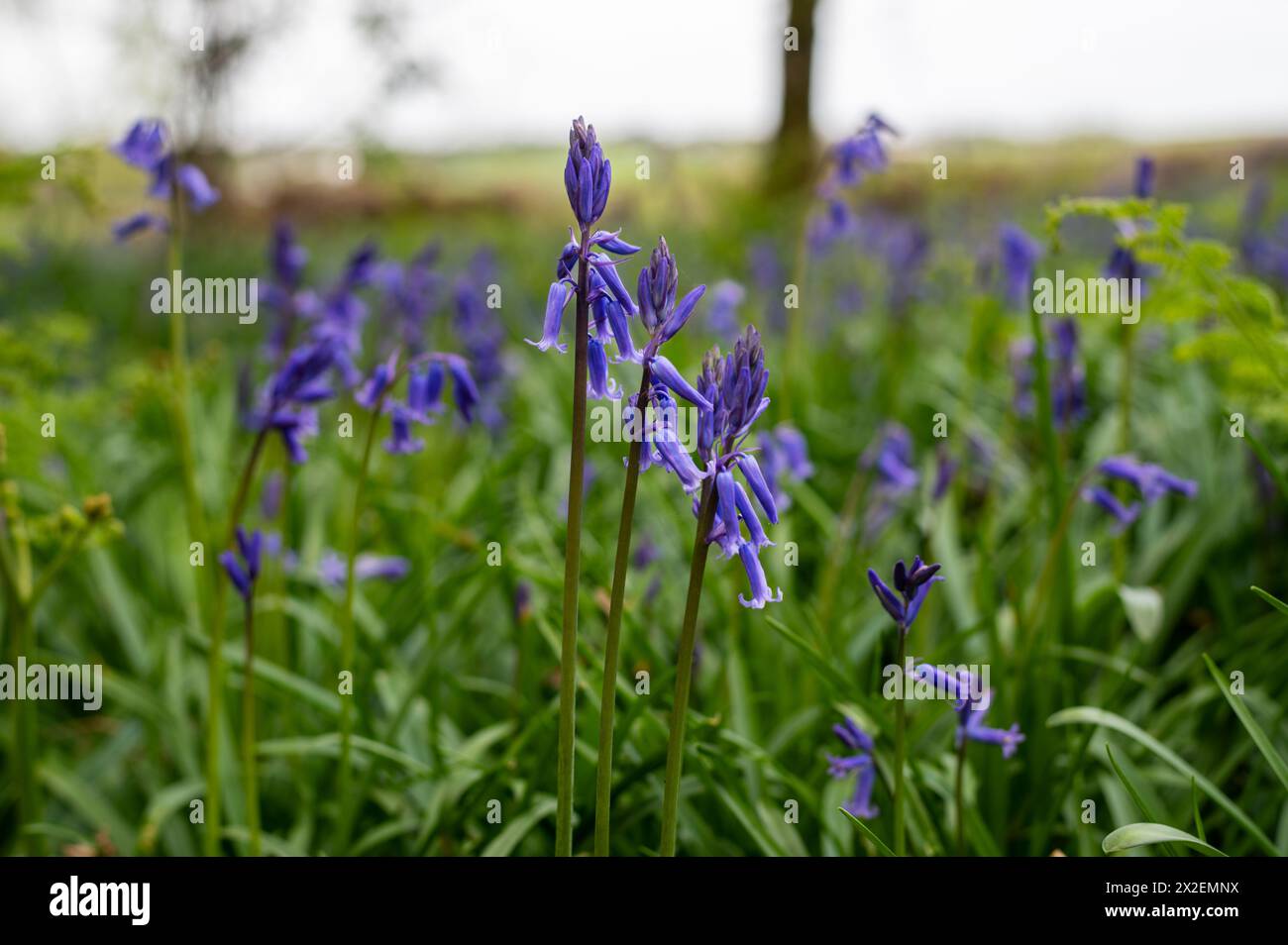 Bluebells in woods in East Sussex, spring, England. Hyacinthoides non ...