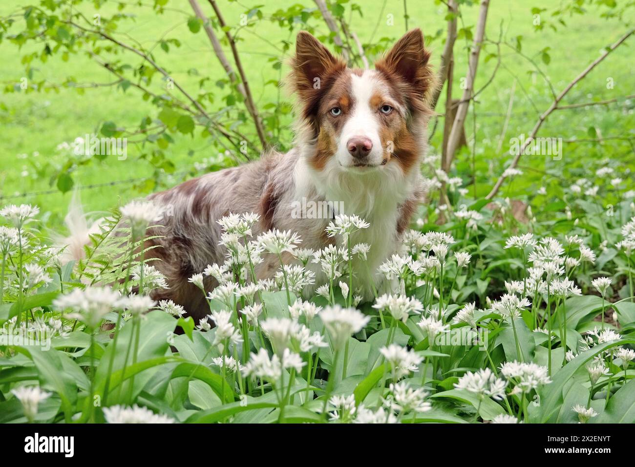 A tri red merle border collie standing in woodland filled with the ...