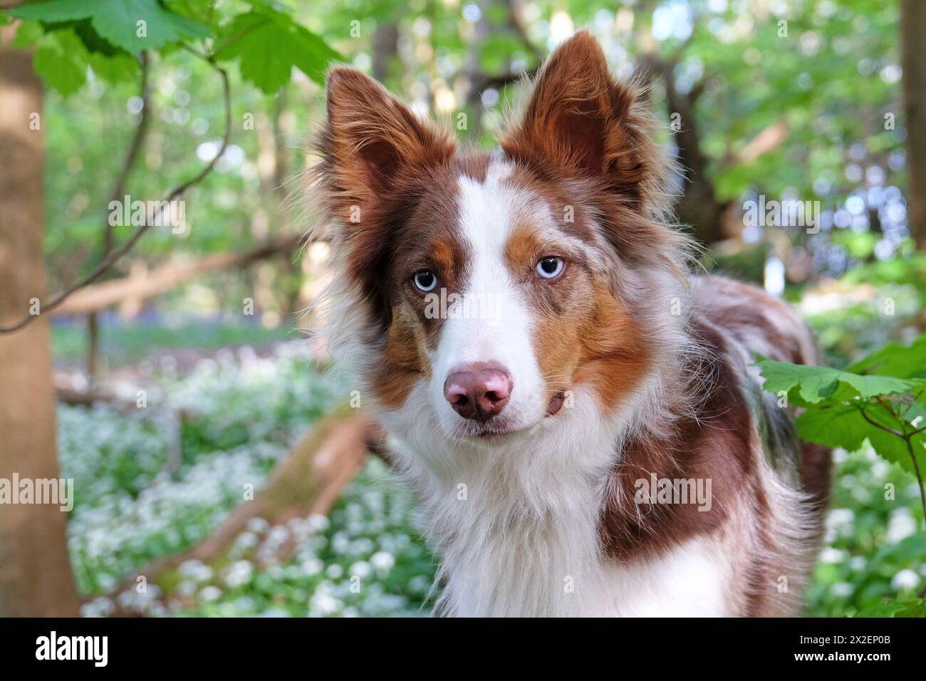 A tri red merle border collie in woodland filled with the white flowers ...