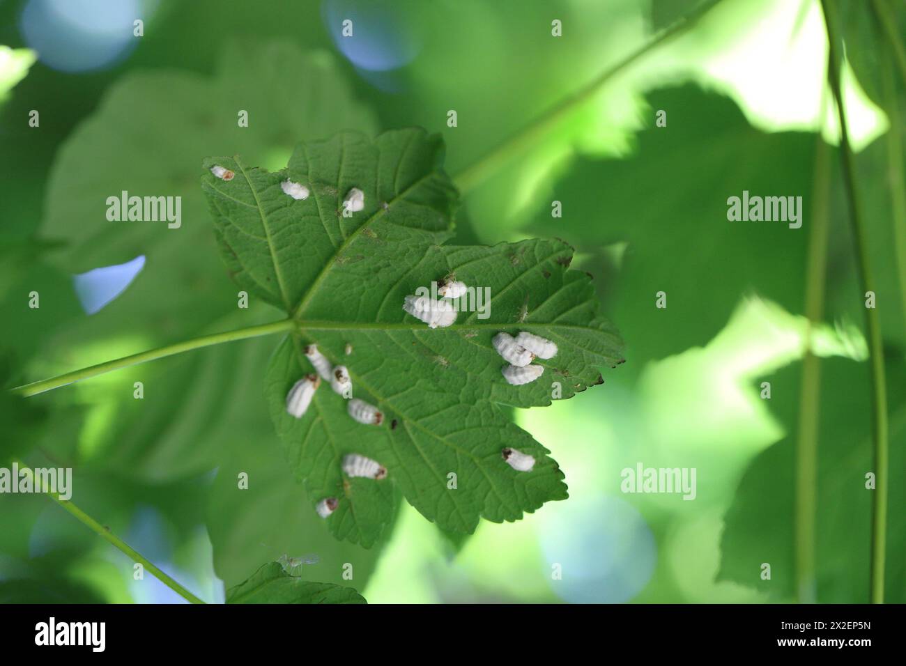 Hydrangea scale (Pulvinaria hydrangeae). Insects under a maple leaf ...