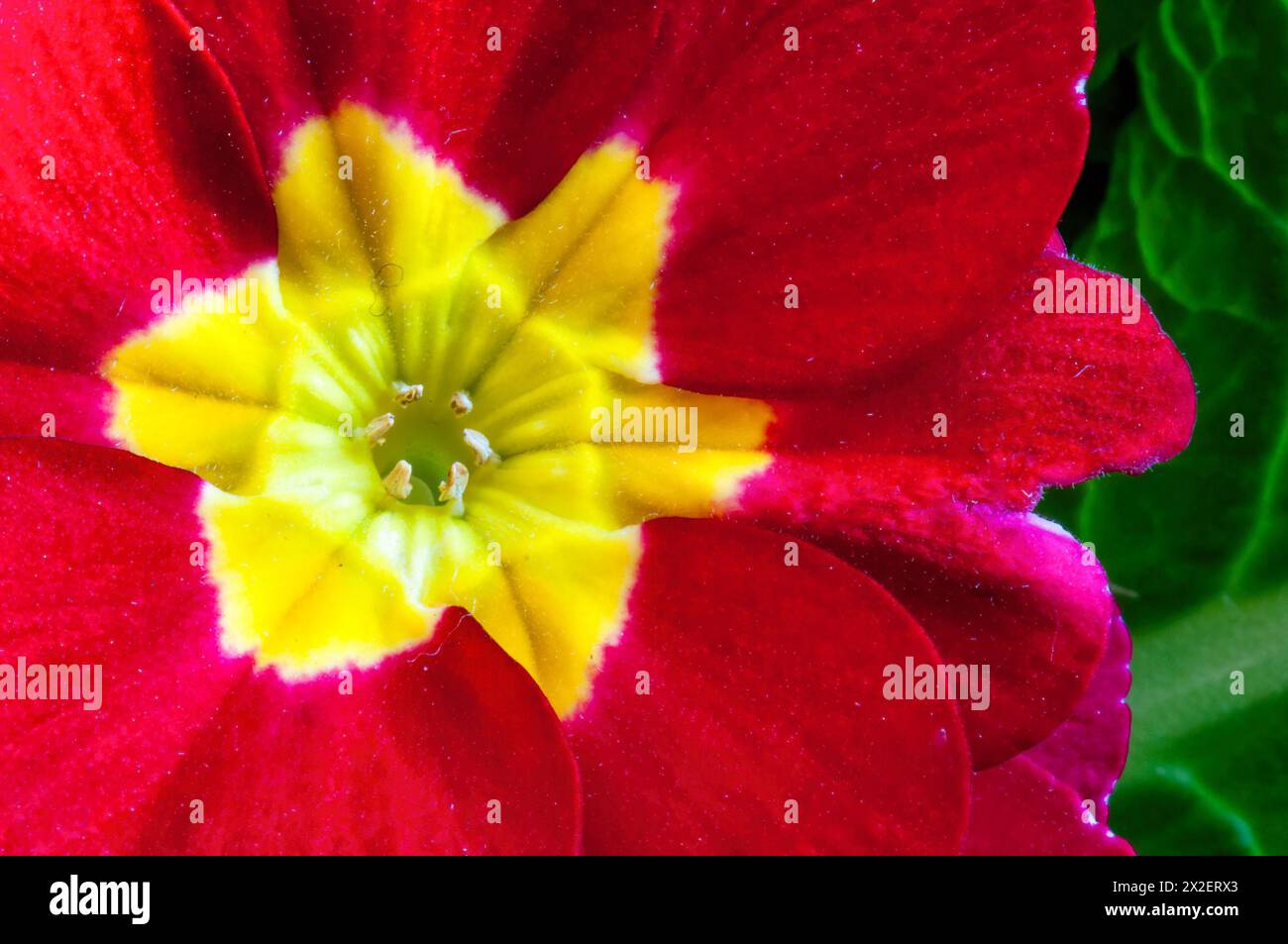 Primrose flower hi-res stock photography and images - Alamy