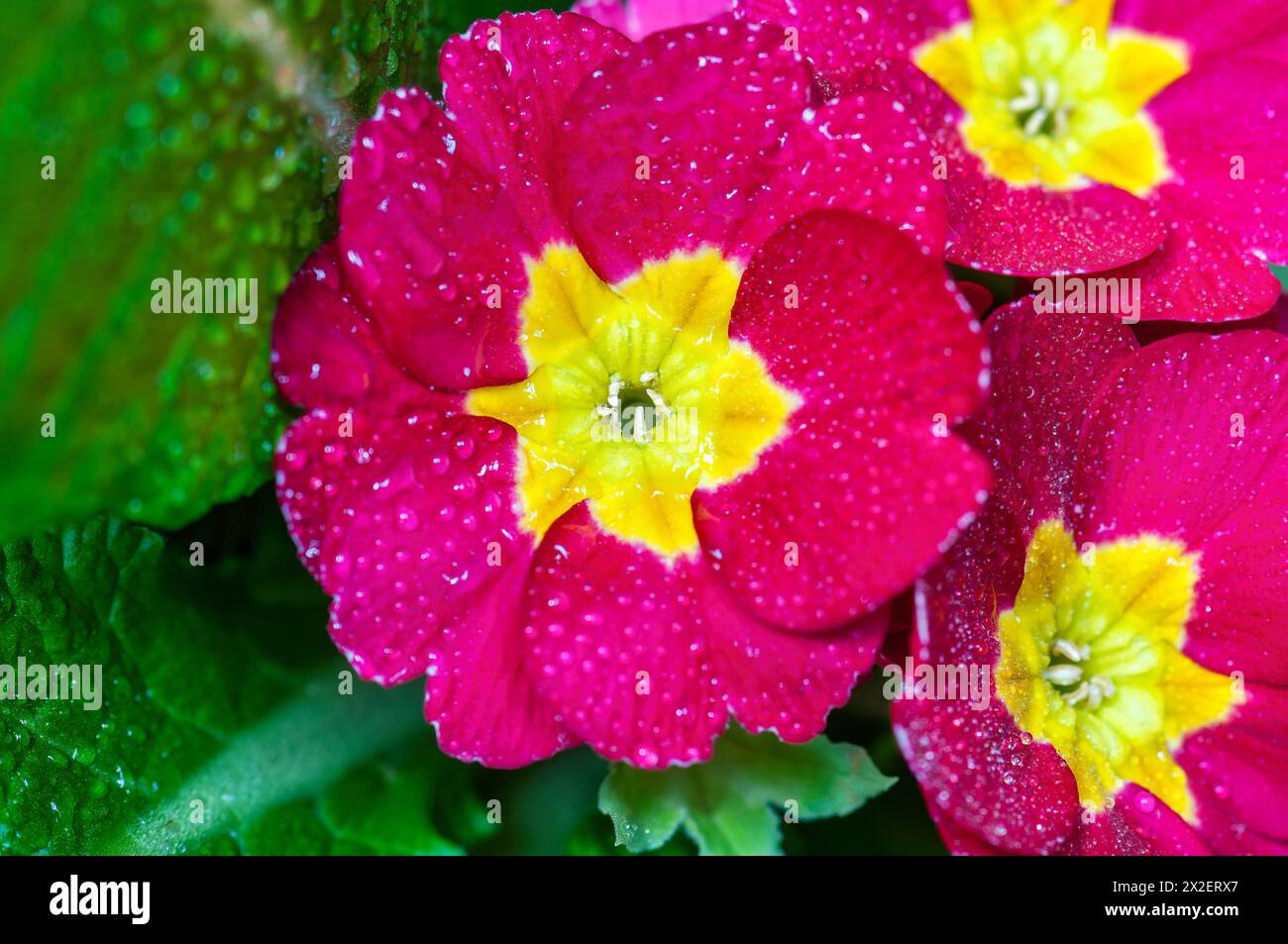 Primrose flower hi-res stock photography and images - Alamy