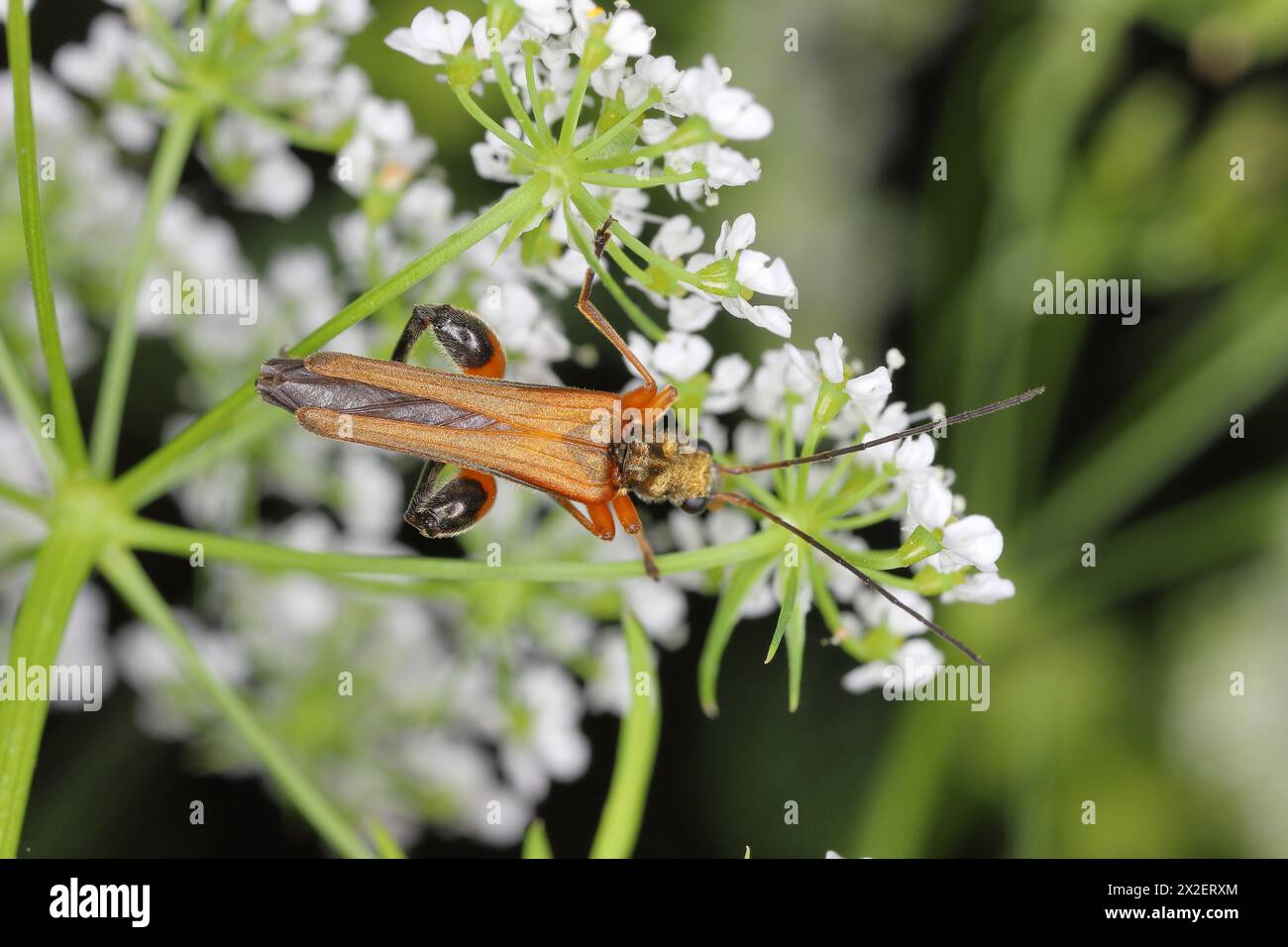 False blister beetles, Pollen-feeding beetles (Oedemera podagrariae ...