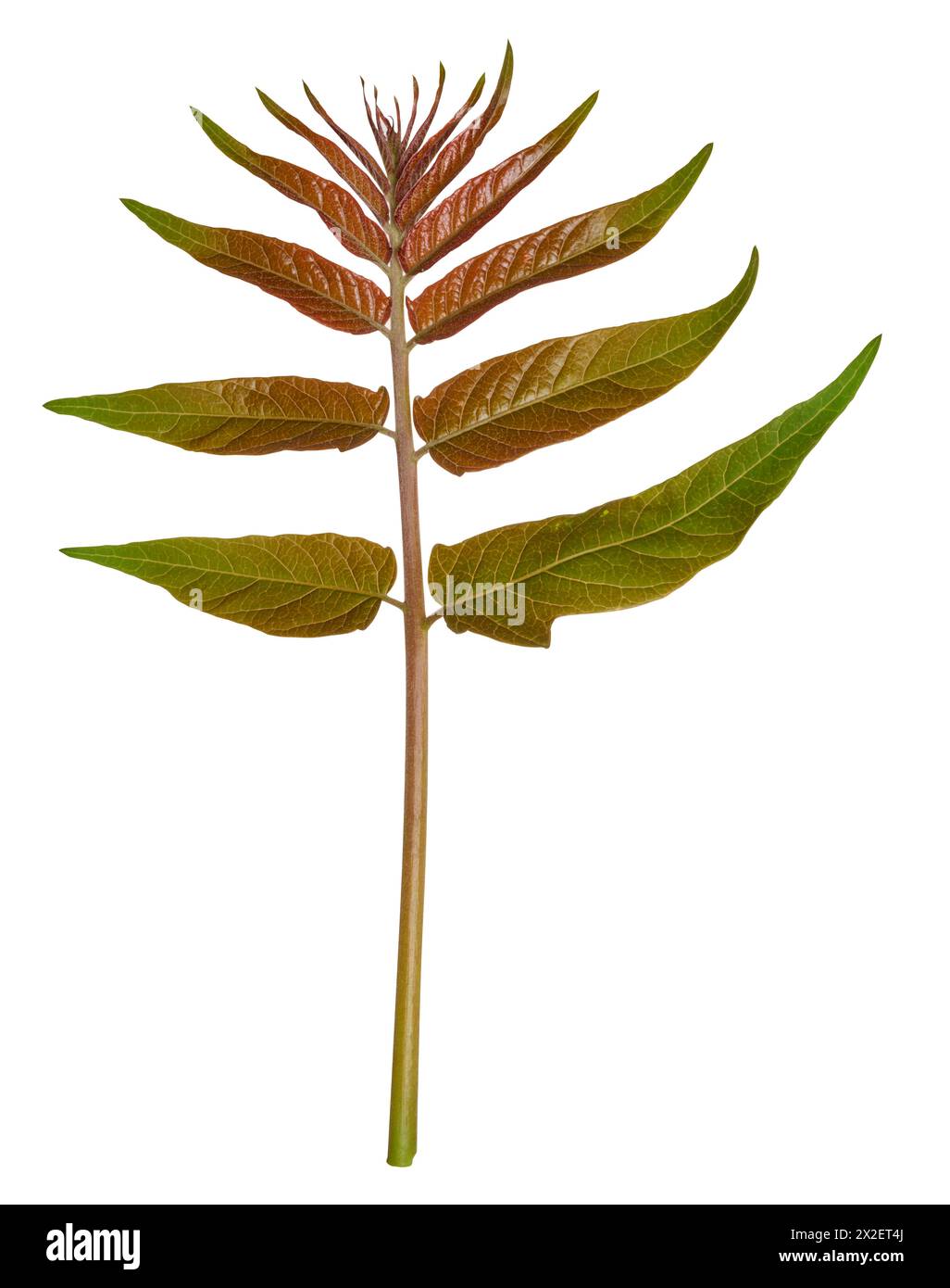 Branches with leaves of Tree of heaven on an isolated background, top ...