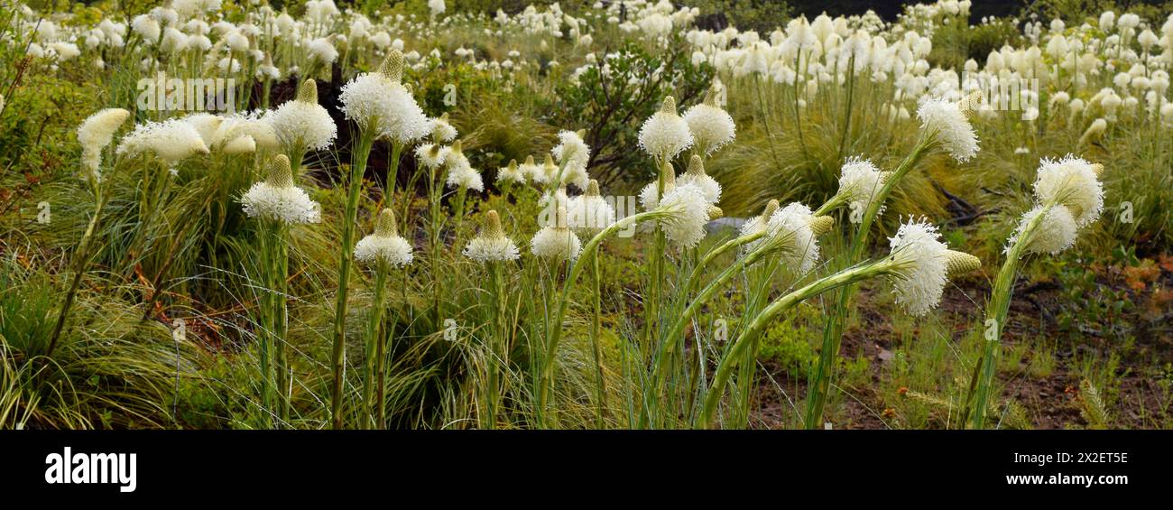Bear grass hi-res stock photography and images - Alamy