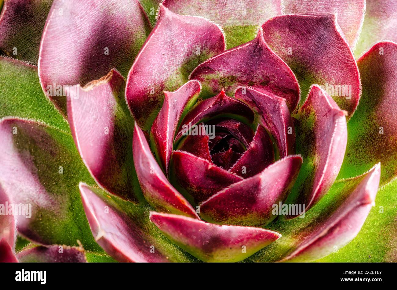 Common Houseleek Plant Stock Photo - Alamy