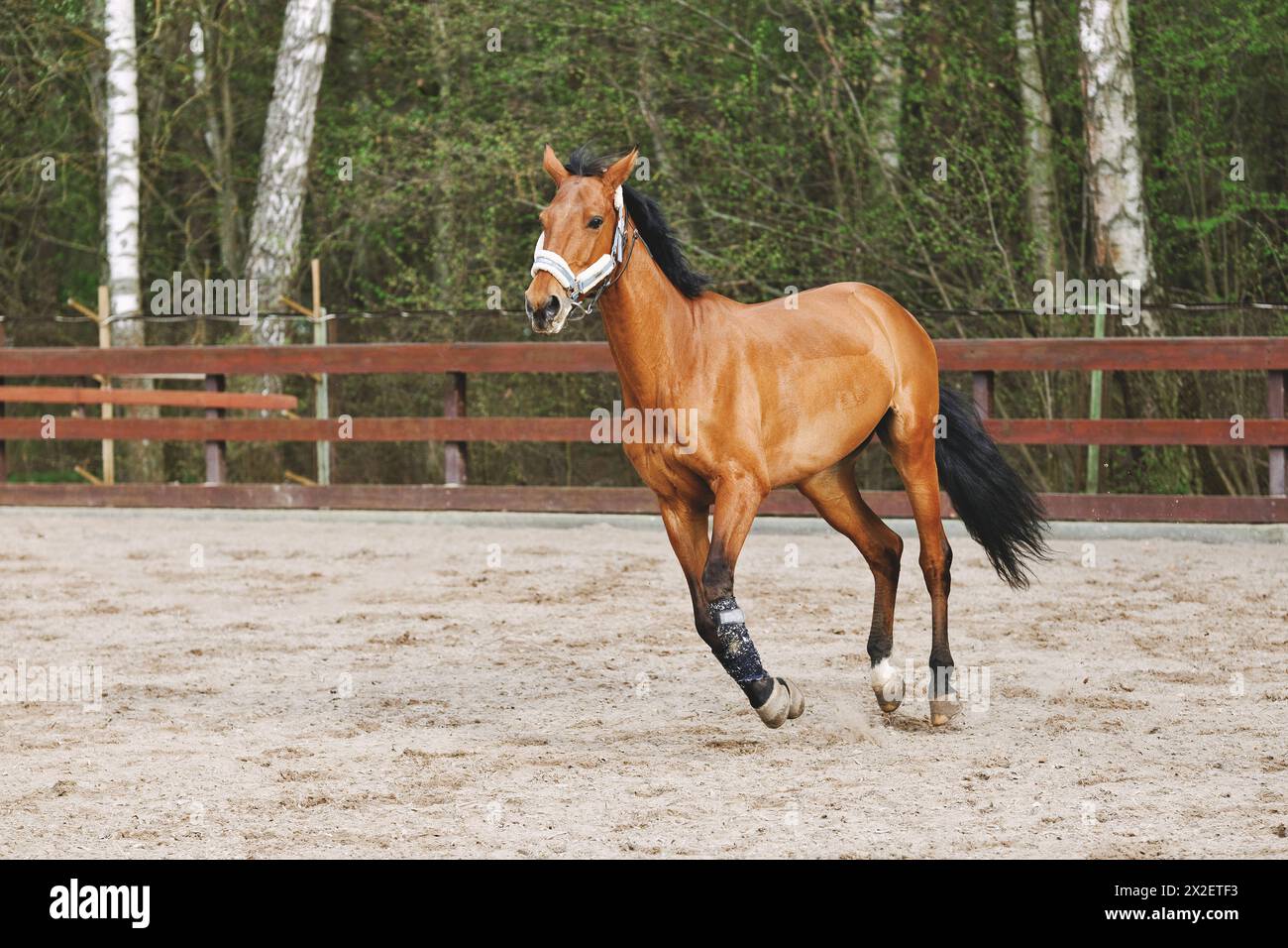 A sorrel horse with black mane and tail gallops across an open arena ...