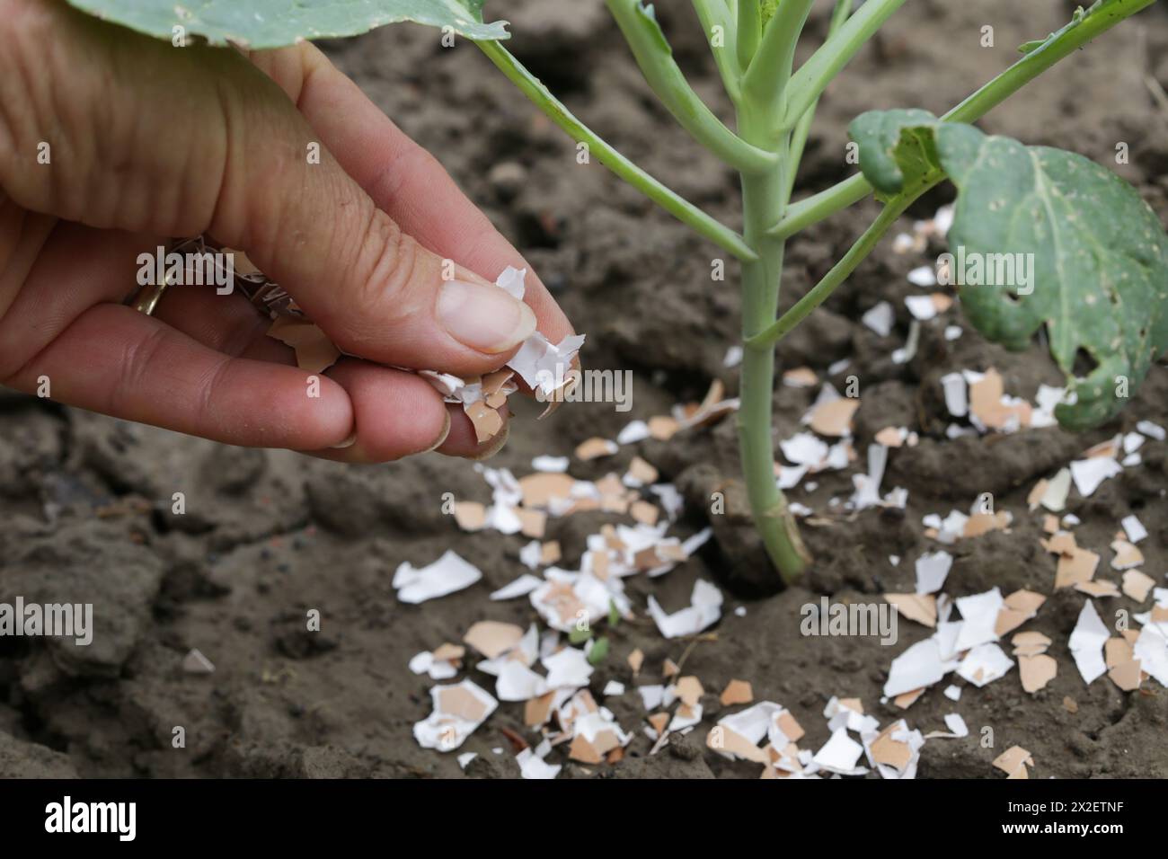 Crushed eggs shellsaround plant as organic fertilizer at home garden ...