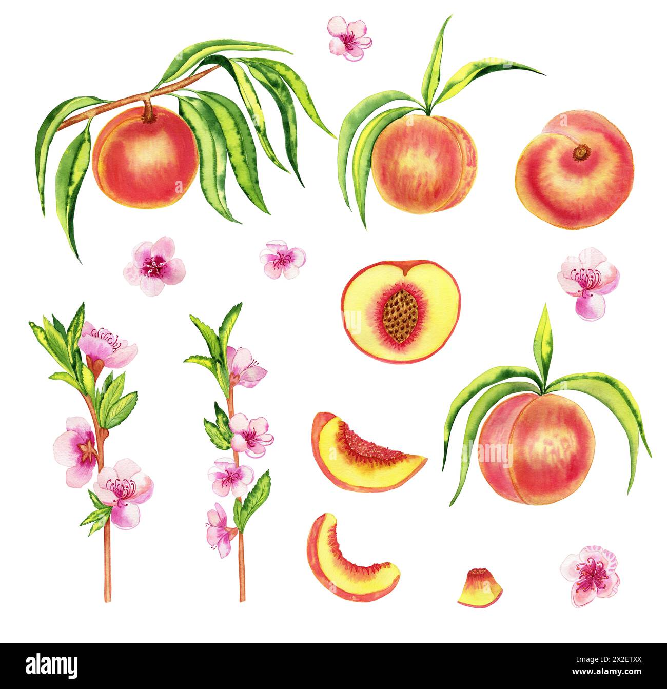 Peaches watercolor illustration set. Clipart of ripe nectarines on ...