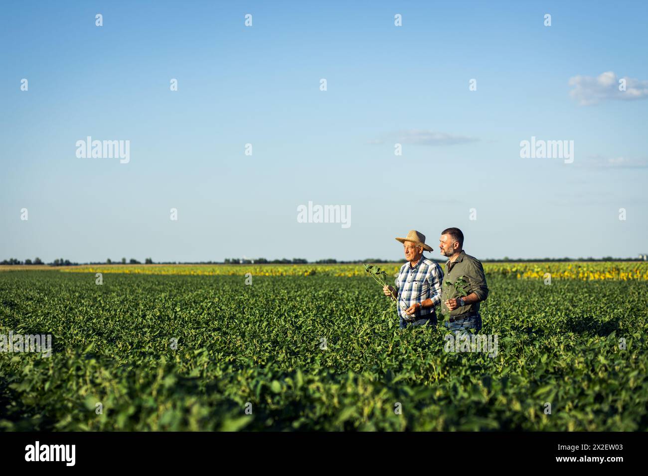 Farmer examining green soybean crop hi-res stock photography and images ...
