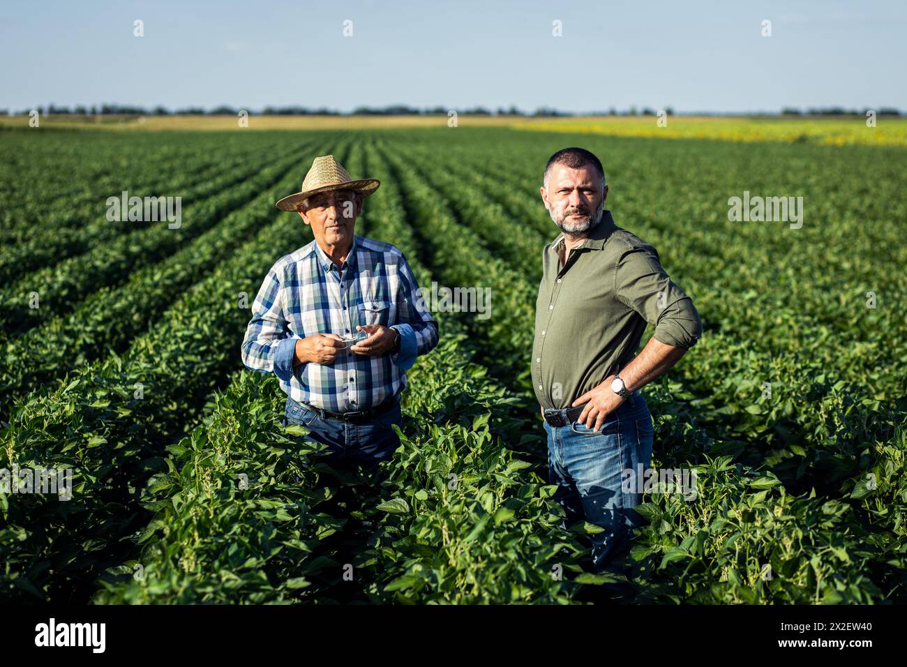 Portrait of two farmers in a field examining soy crop Stock Photo - Alamy