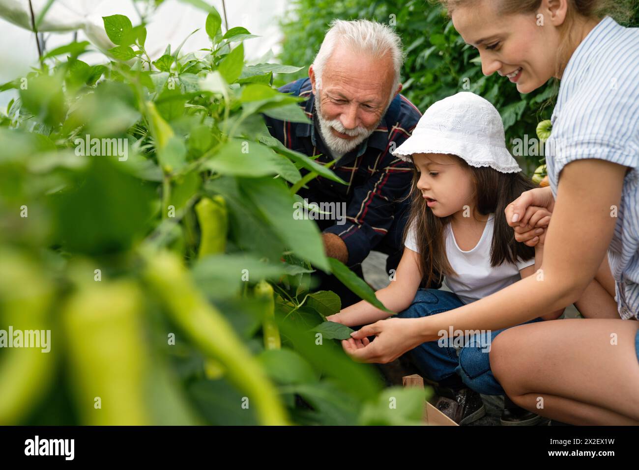 Happy family, generations working together organic farm in greenhouse ...