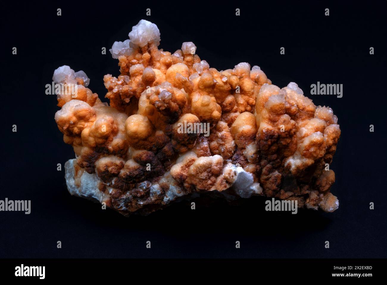 Exquisite specimen hi-res stock photography and images - Alamy