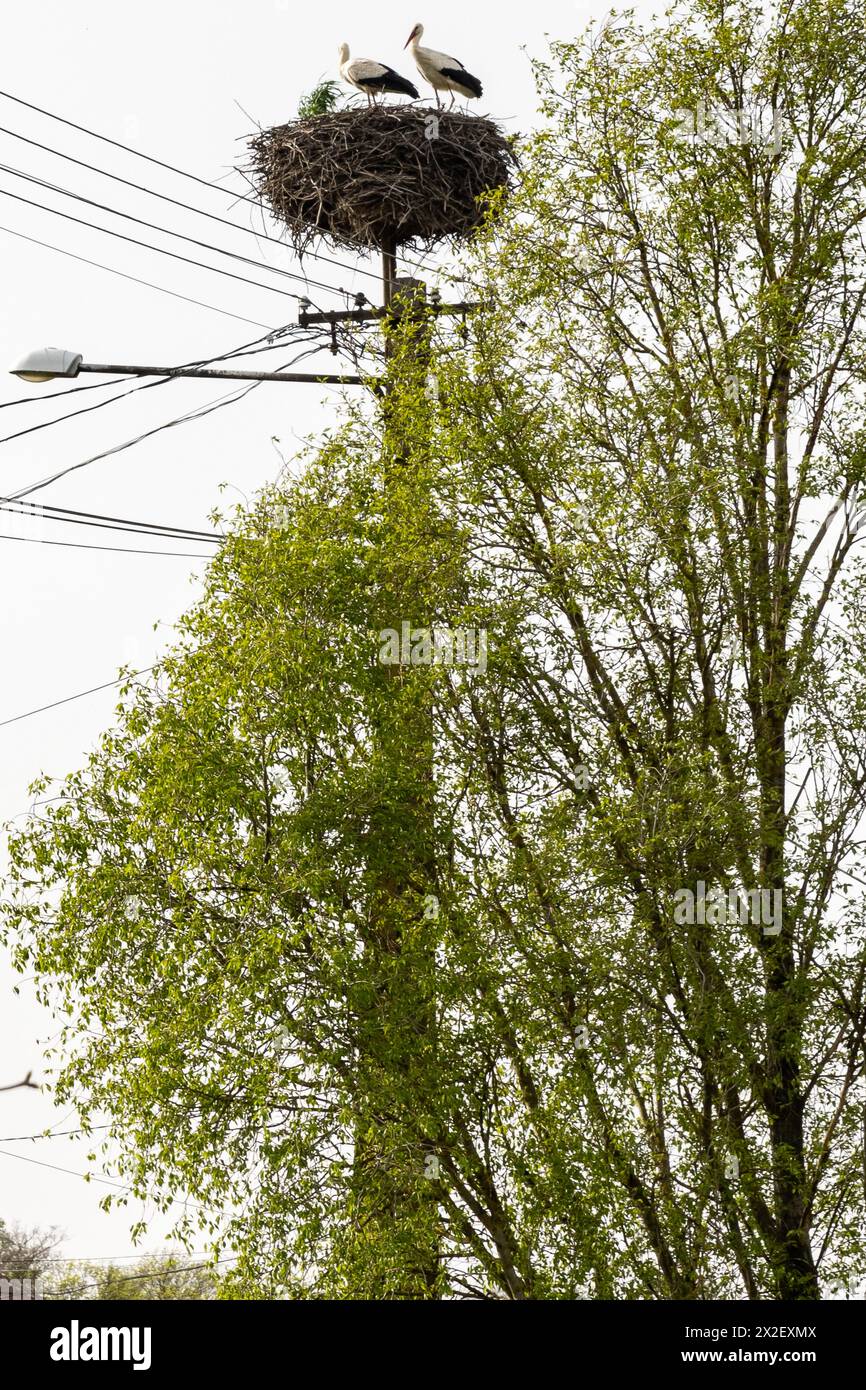 Szephalom, Hungary. 31st March, 2024. Two white storks (Ciconia ciconia ...