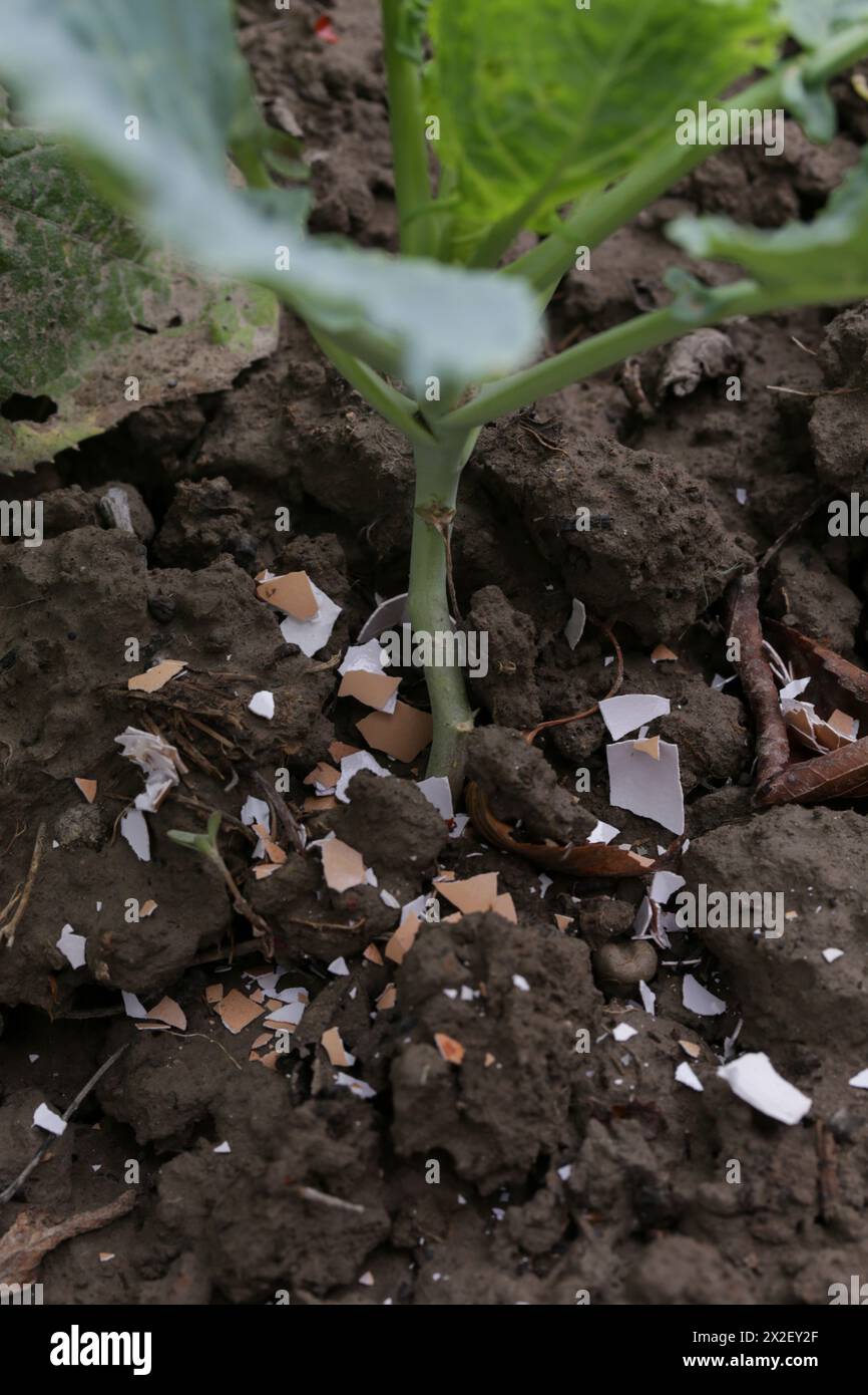 Crushed eggs shellsaround plant as organic fertilizer at home garden ...