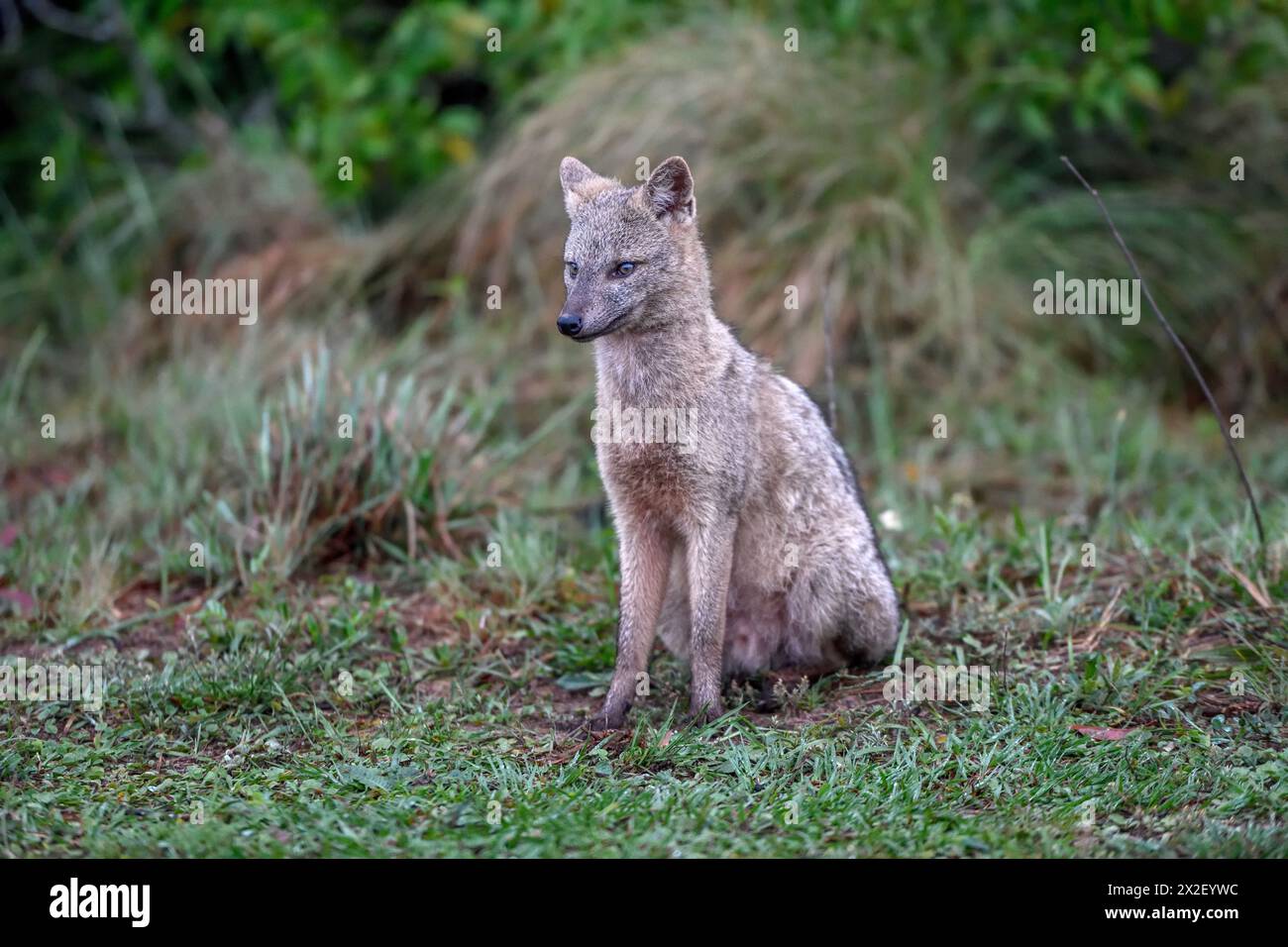 zoology, mammal (mammalia), Maikong or crab-eating fox (Cerdocyon thous ...
