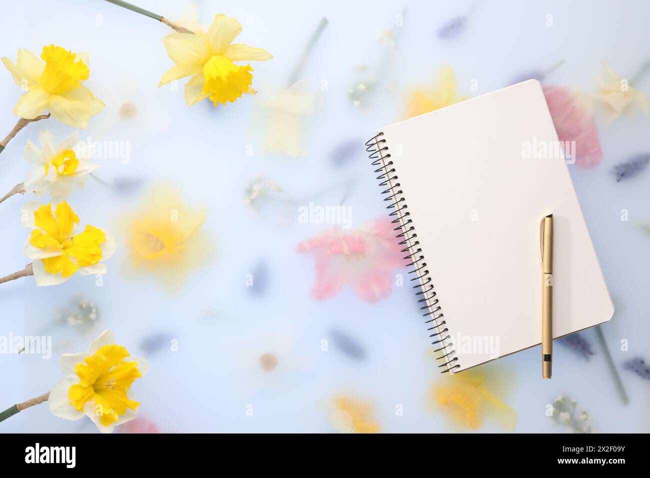 Guest list. Notebook, pen and daffodils on spring floral background ...