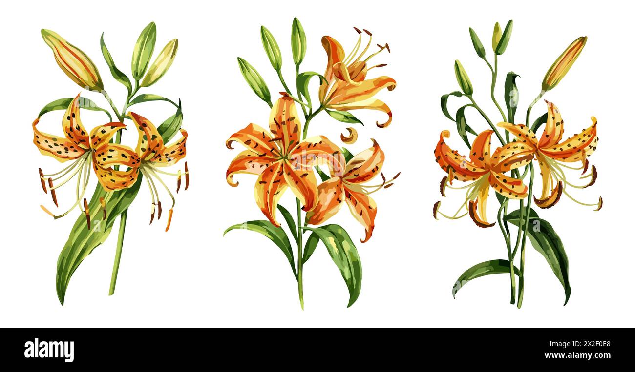 Set of Gorgeous Tiger Lily compositions. Watercolor vector ...