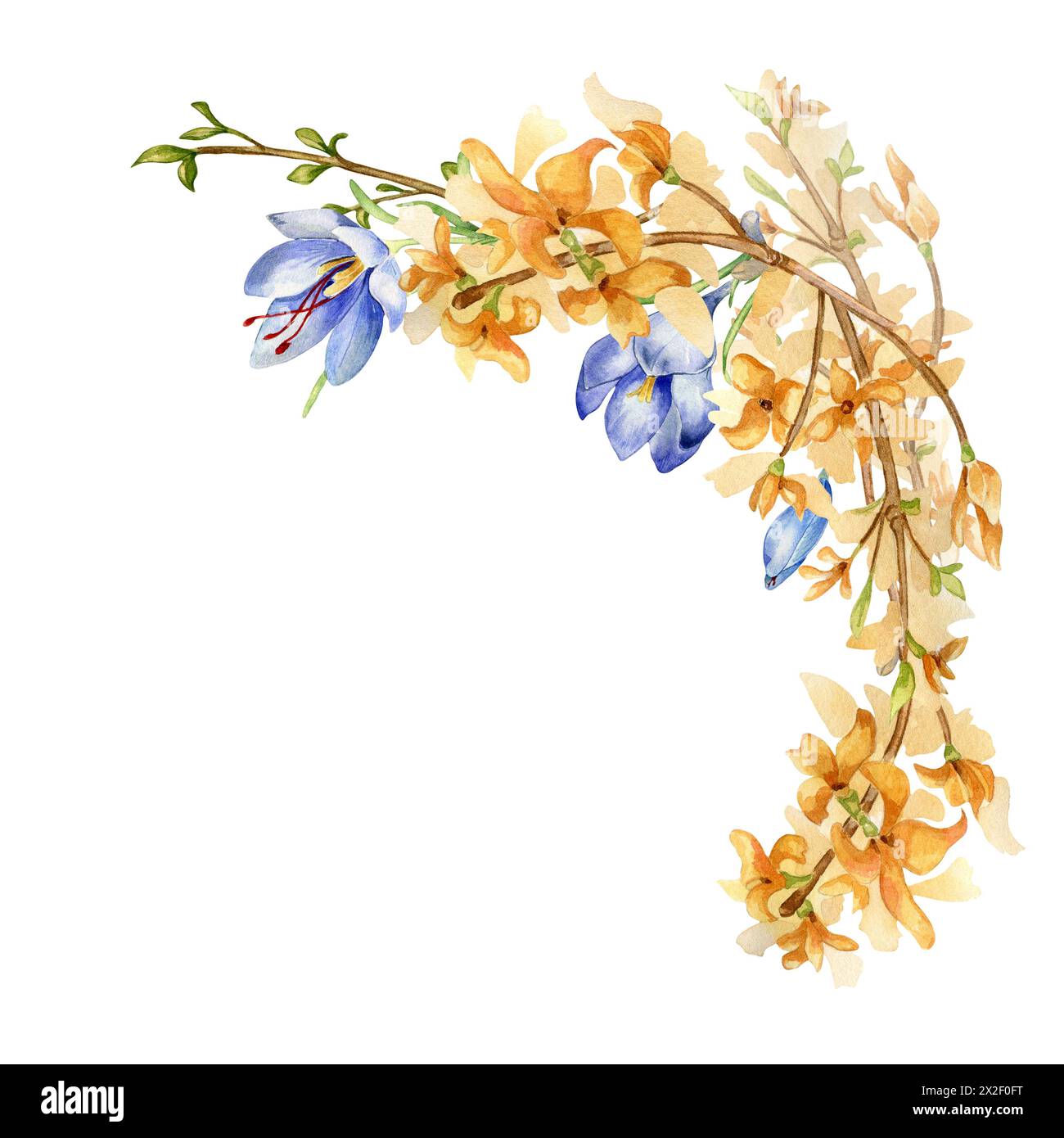Arrangement of yellow and blue spring flowers watercolor illustration ...