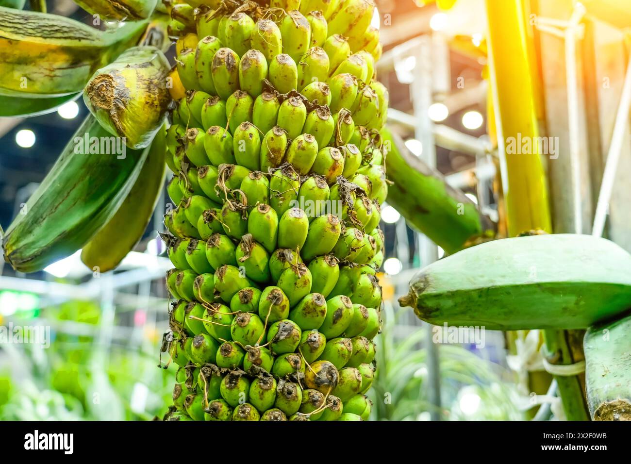 Various fruits of the banana palm tree hybrid variety come in different ...