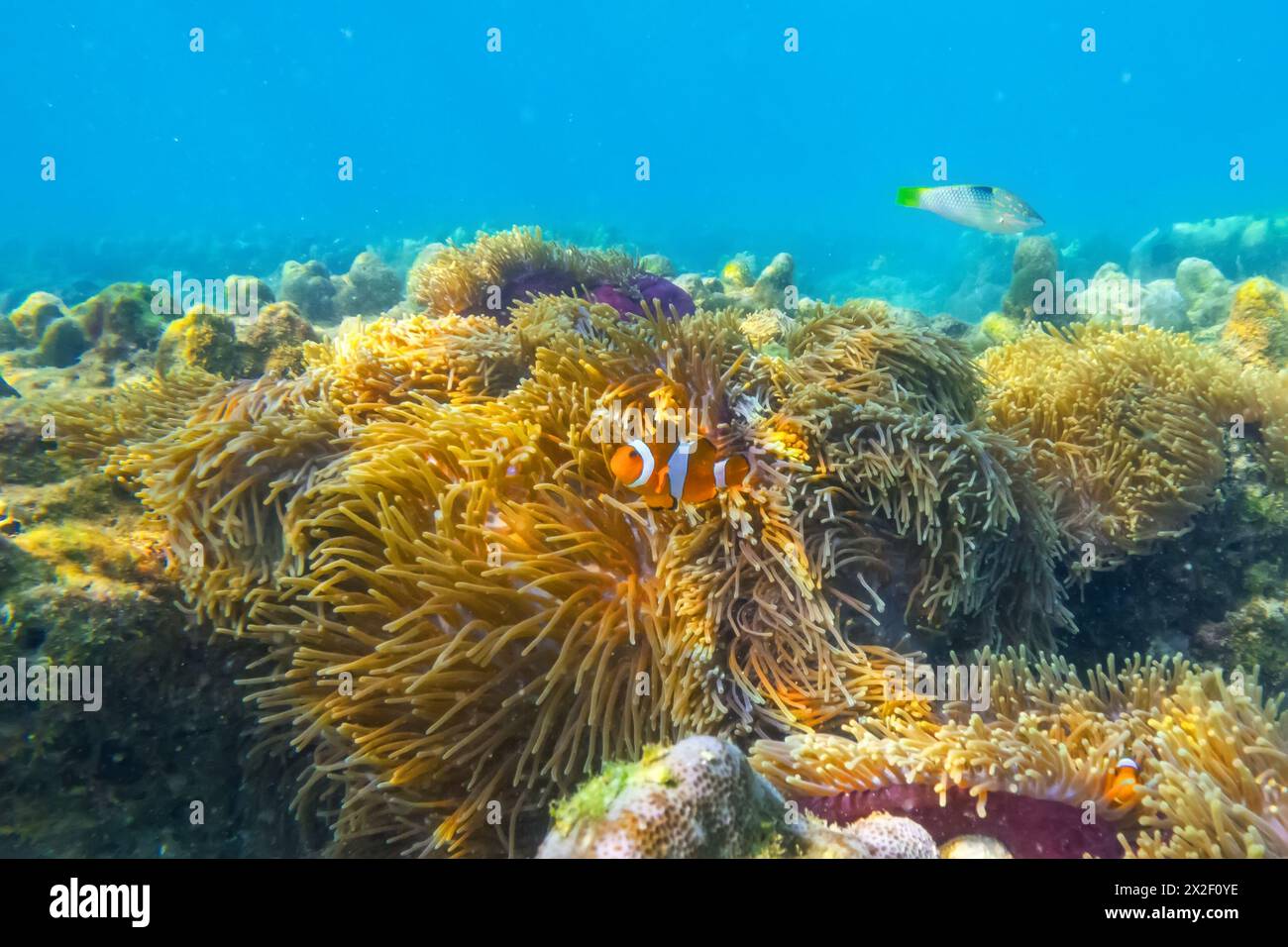 Clown fish Amphiprion ocellaris swim fish in polyps poisonous dangerous ...