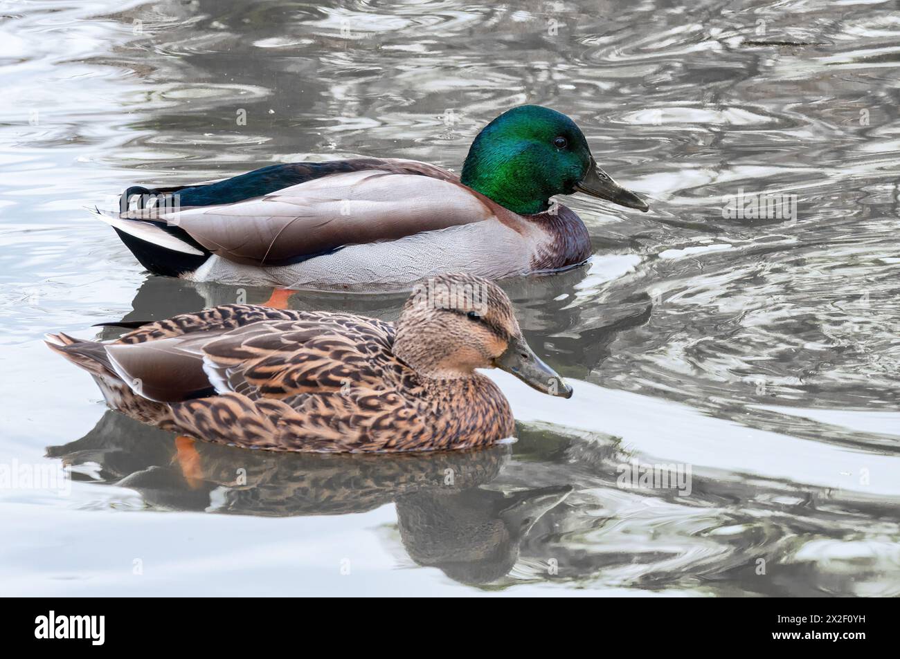 Couple of Canadian ducks in water Stock Photo - Alamy