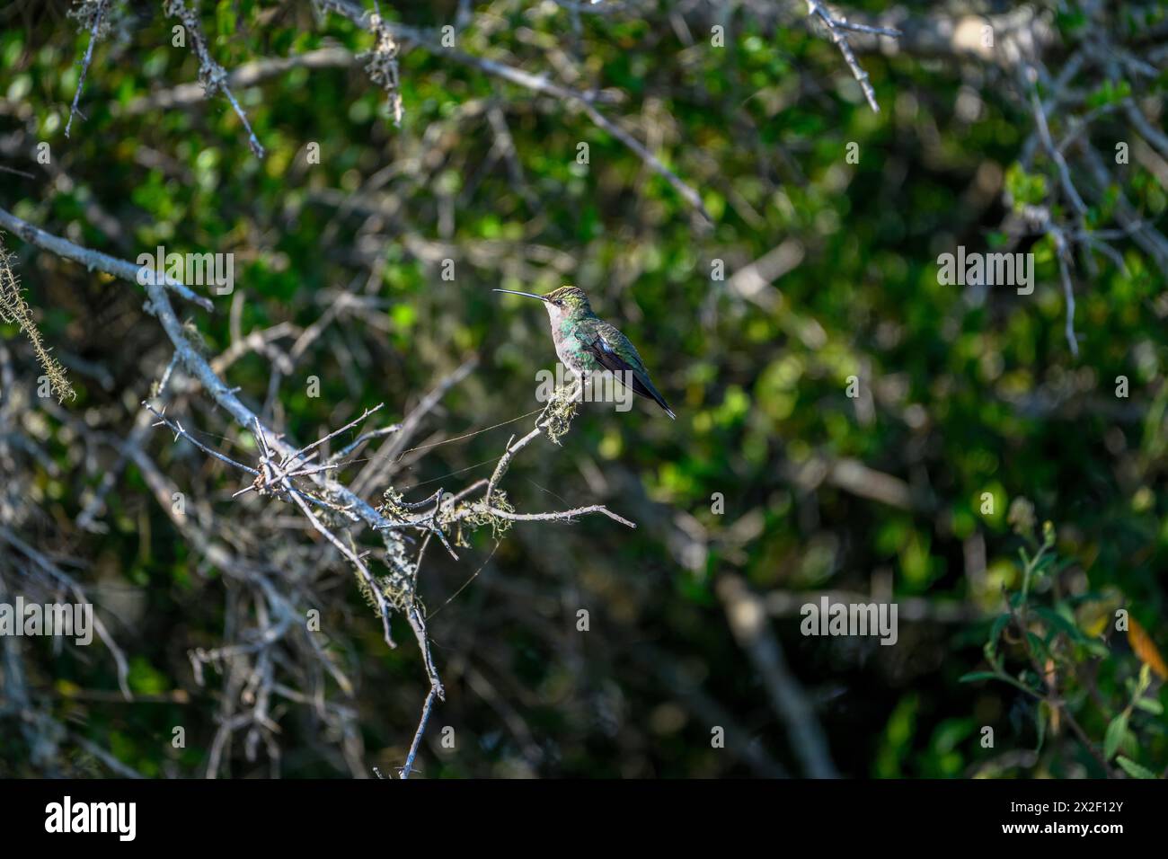 zoology, birds (Aves), glittering-bellied emerald (Chlorostilbon ...