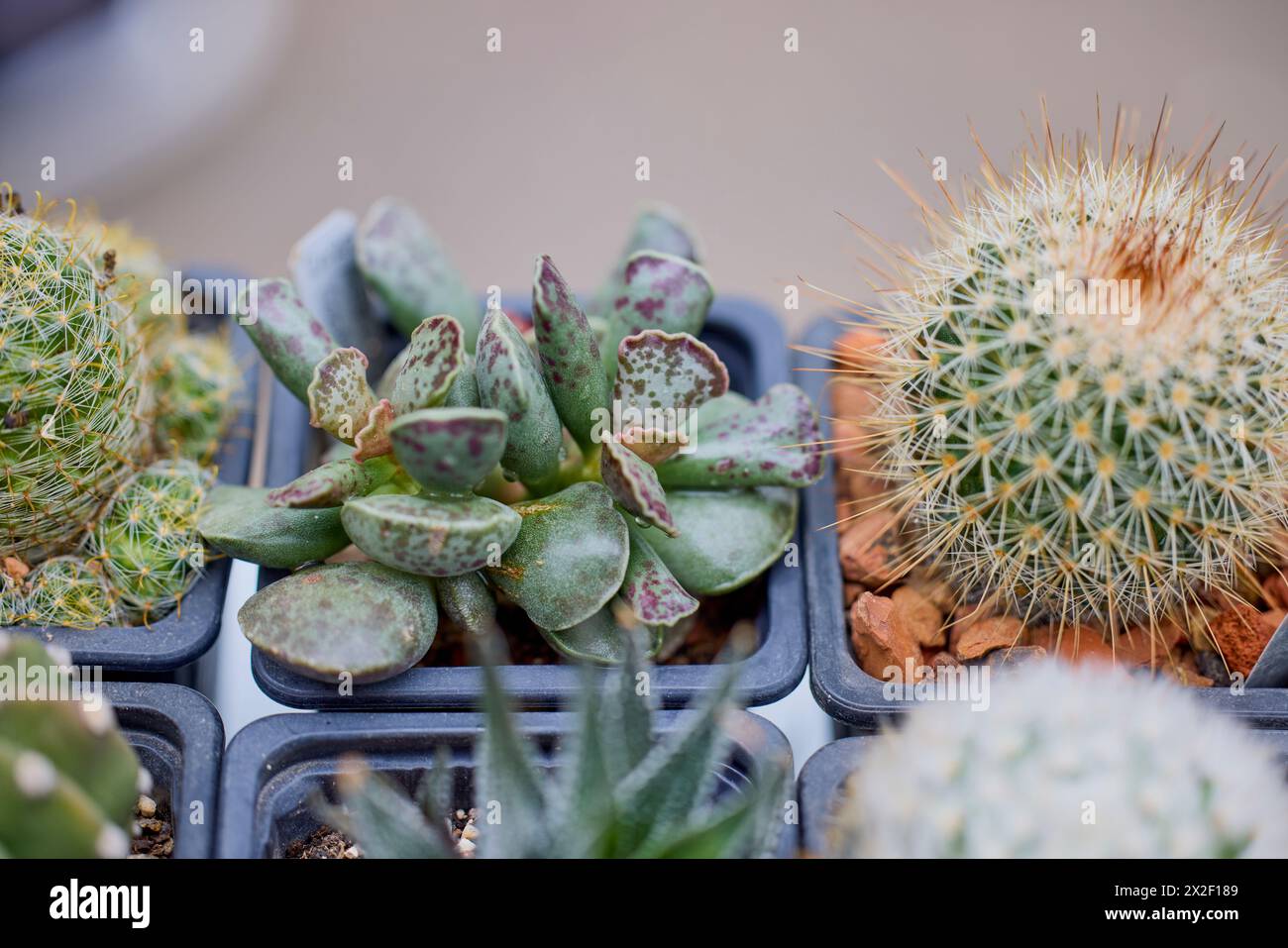 Close up Cacti and Succulents from a plant exhibition Stock Photo - Alamy