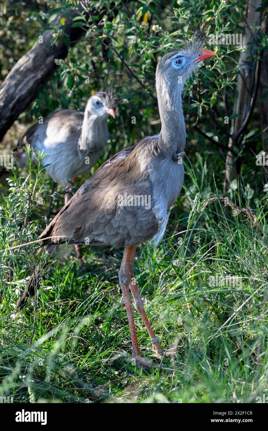 Aves hi-res stock photography and images - Alamy