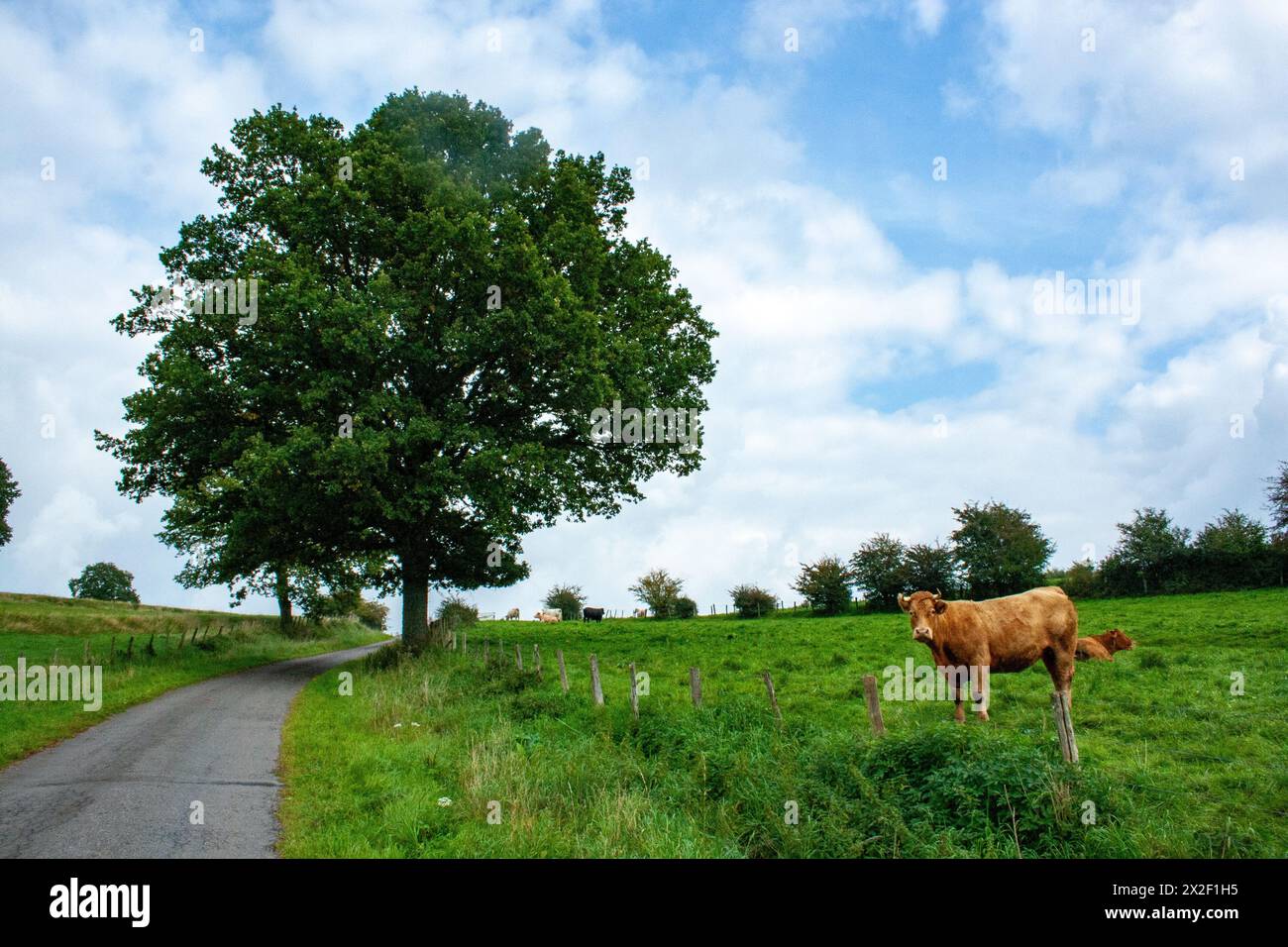 Free grazing cow in a lush green field Photographed in the Ardennes ...