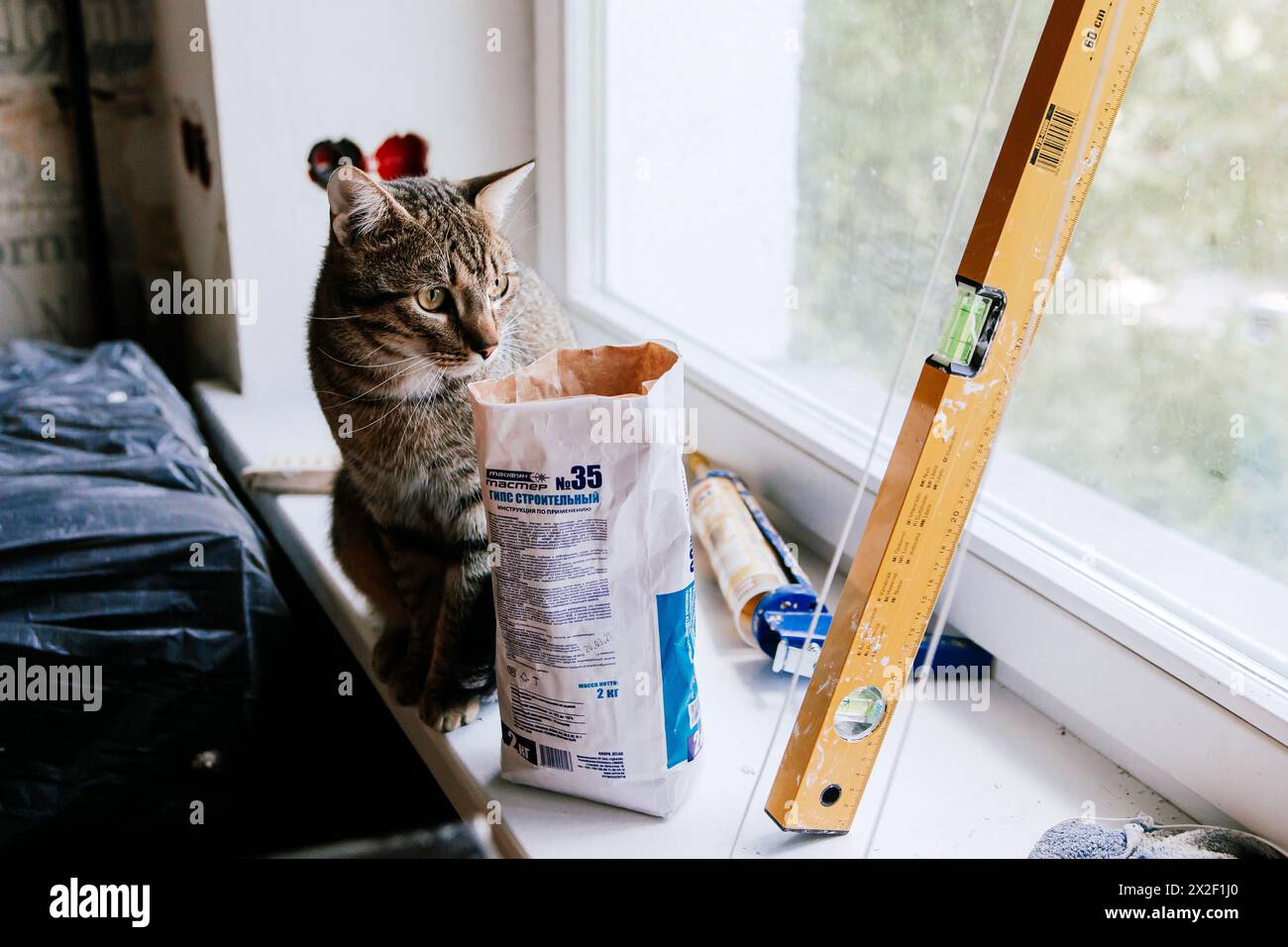 A curious tabby cat sits on a windowsill beside various construction ...