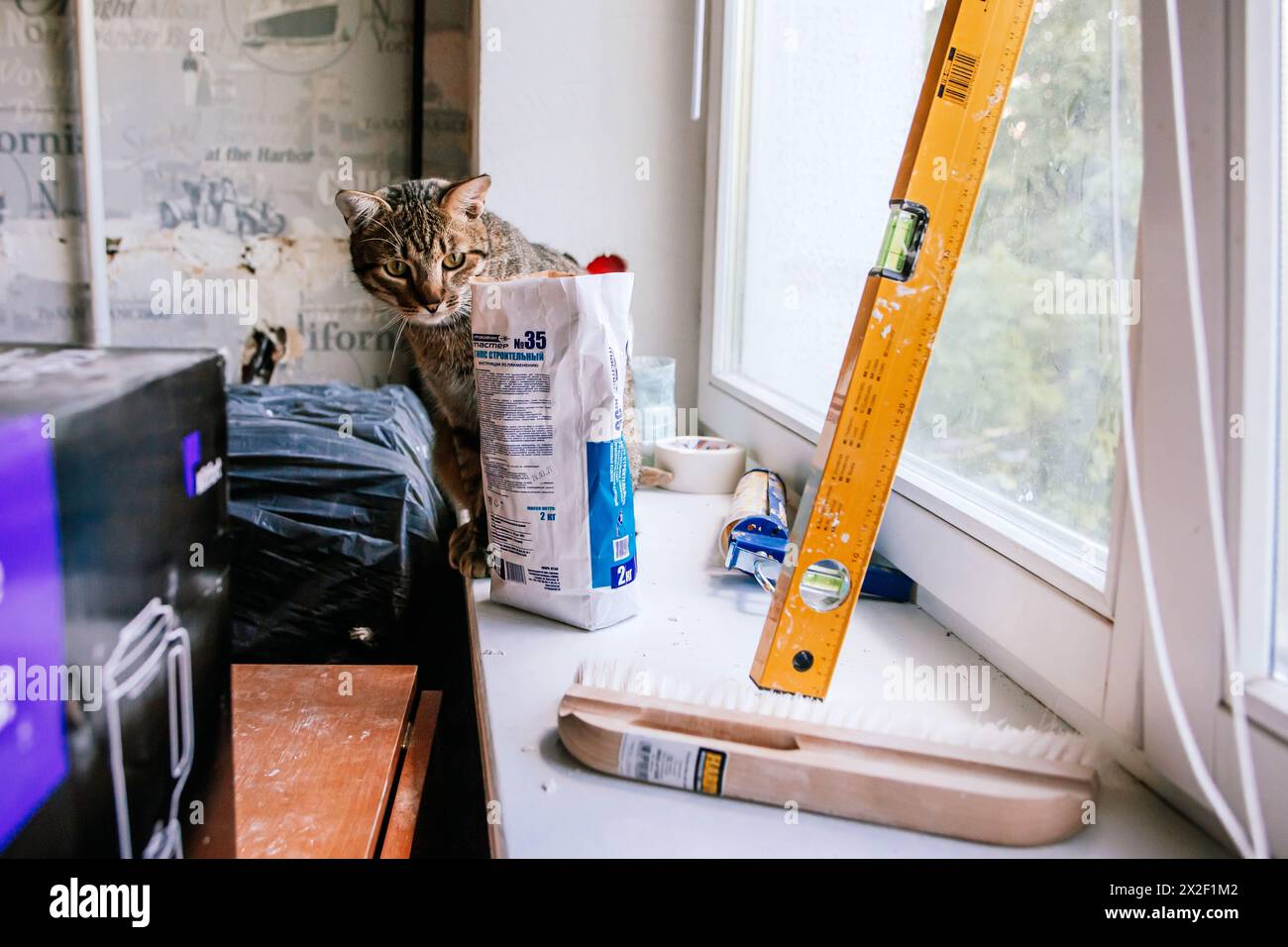 A curious tabby cat sits on a windowsill beside various construction ...
