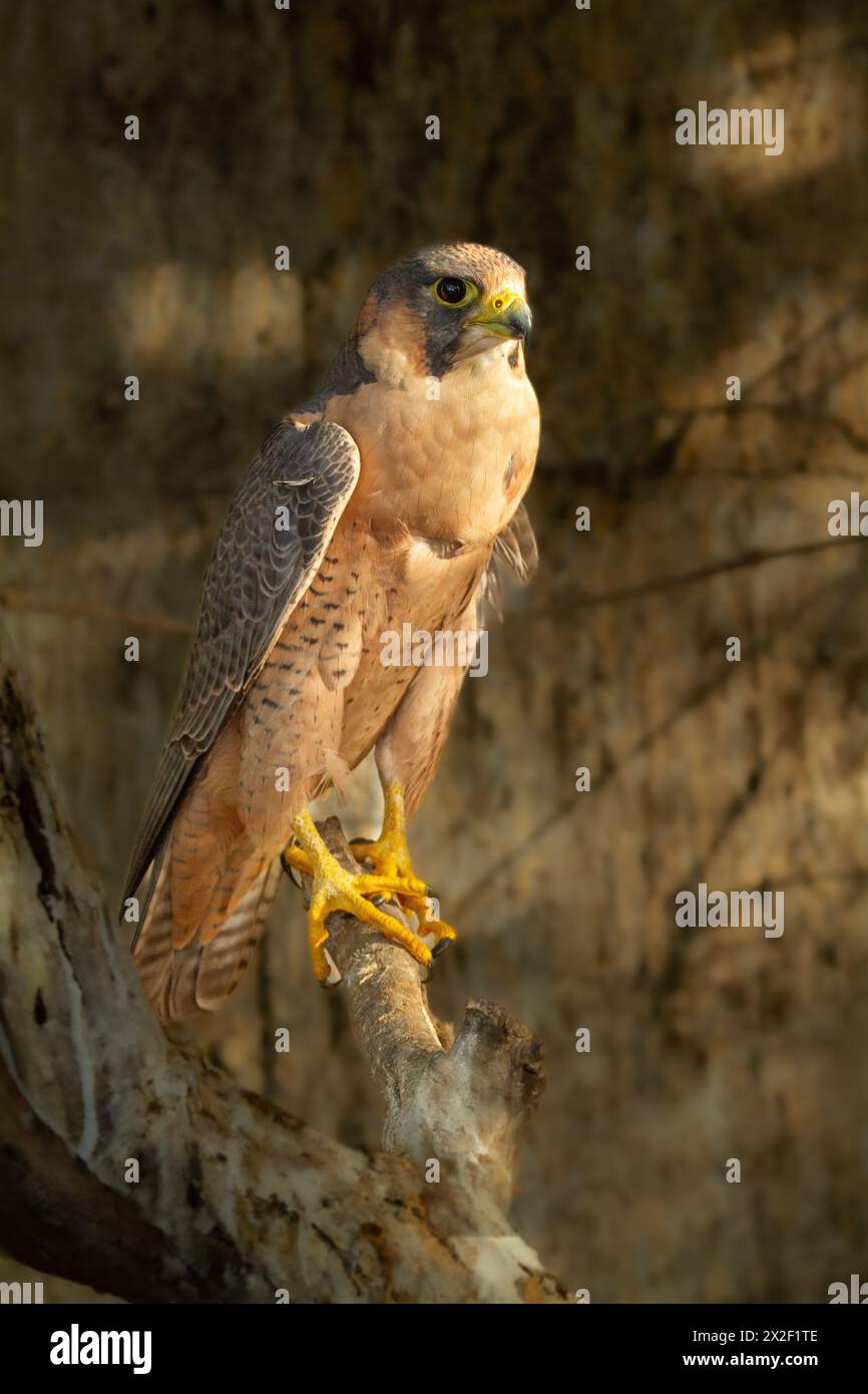 The Barbary falcon (Falco peregrinus pelegrinoides) الشاهين البربري is ...