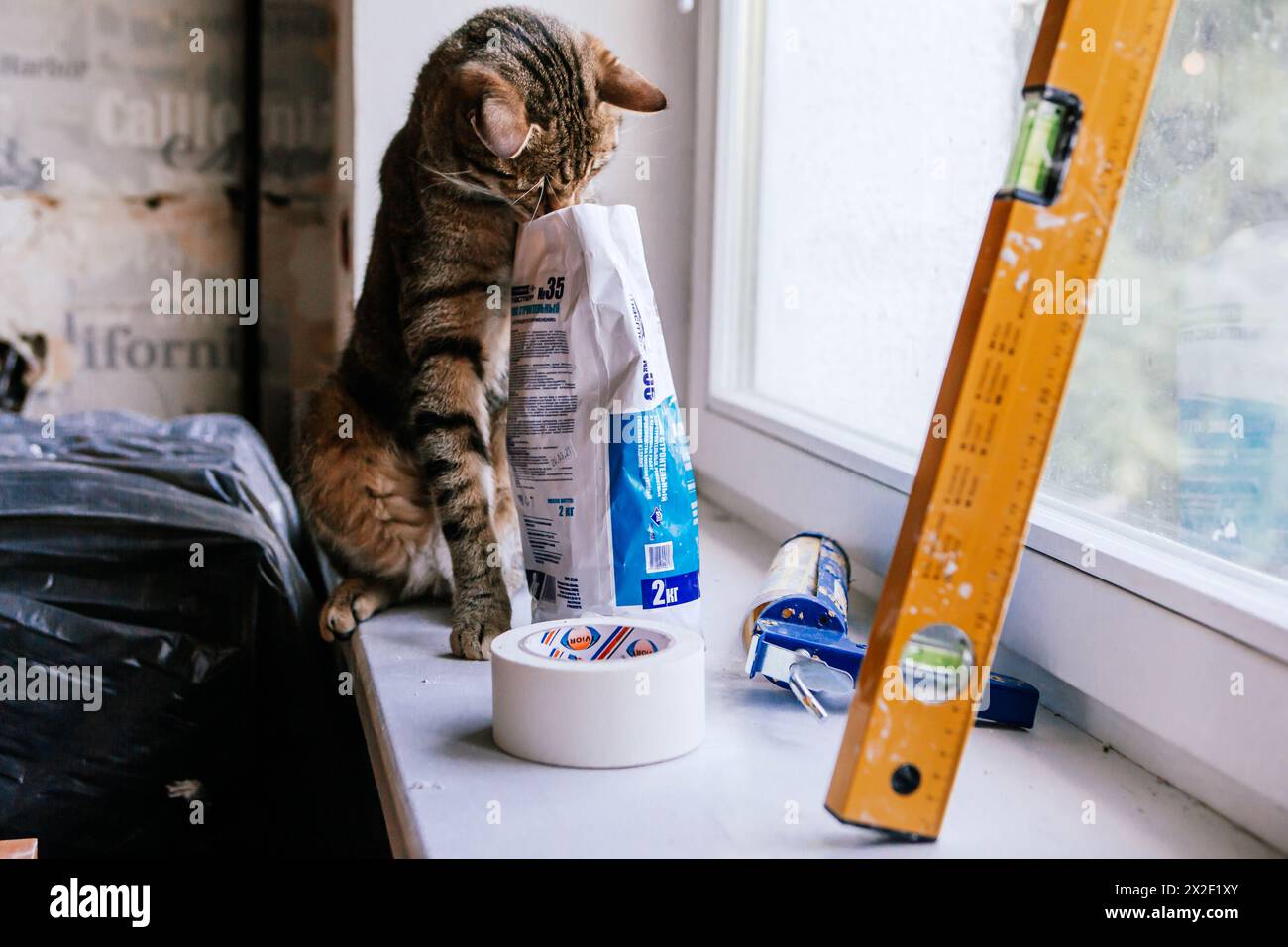 A curious tabby cat sits on a windowsill beside various construction ...