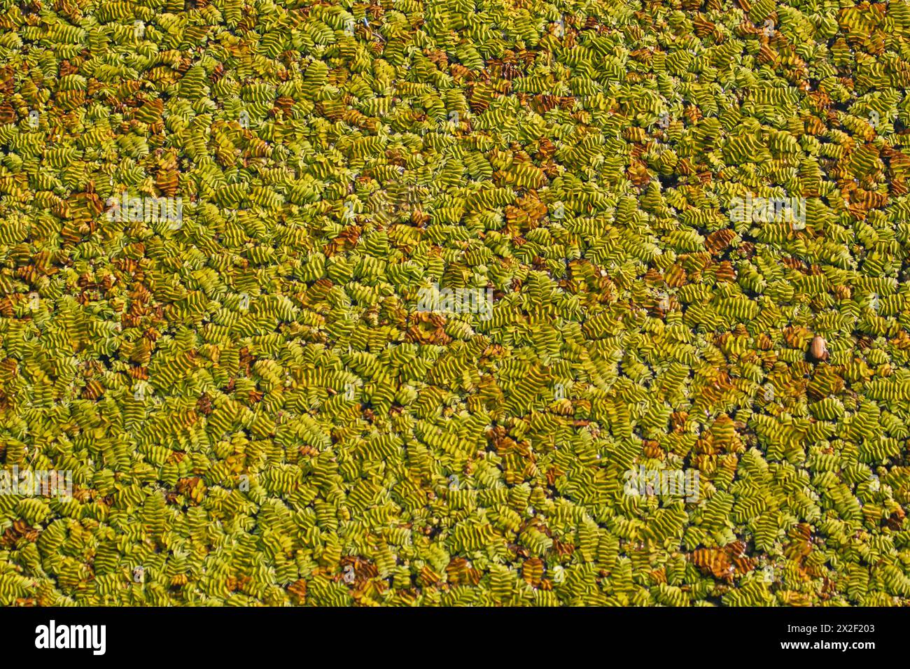 Floating aquatic fern Salvinia natans known as floating watermoss ...