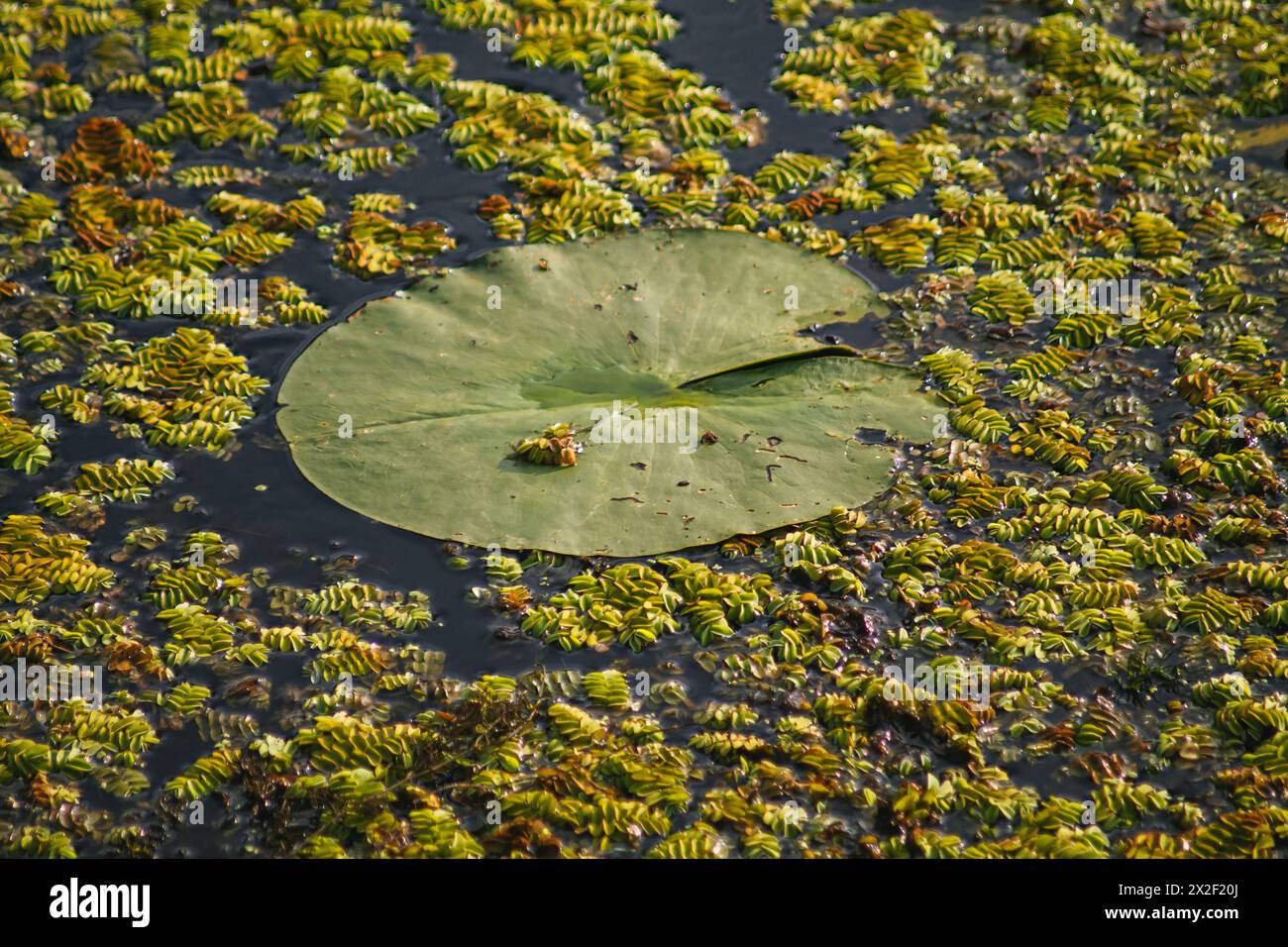 A single lily pad surrounded by floating aquatic plants on the surface of a calm pond Stock ...