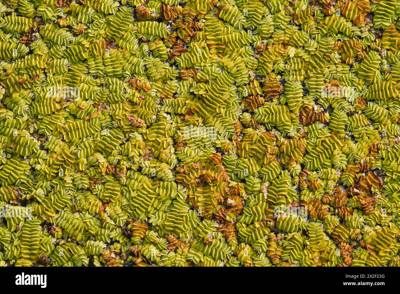 Floating aquatic fern Salvinia natans known as floating watermoss ...