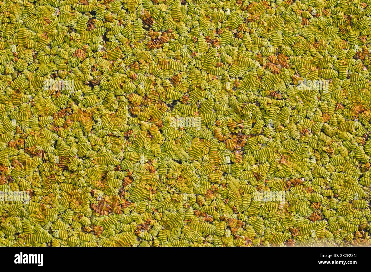Floating aquatic fern Salvinia natans known as floating watermoss ...