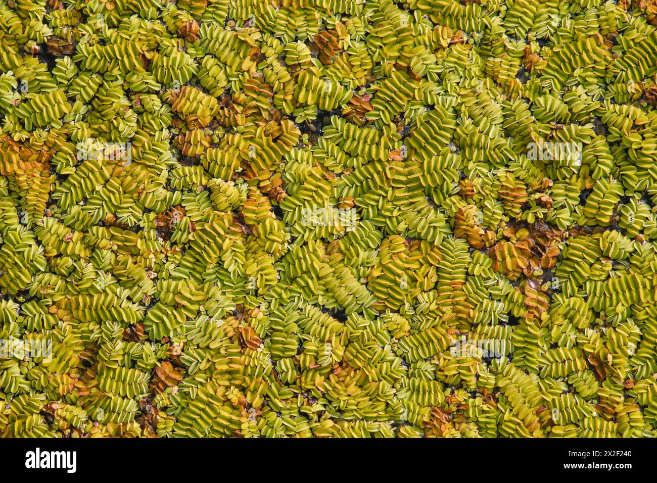 Floating aquatic fern Salvinia natans known as floating watermoss ...