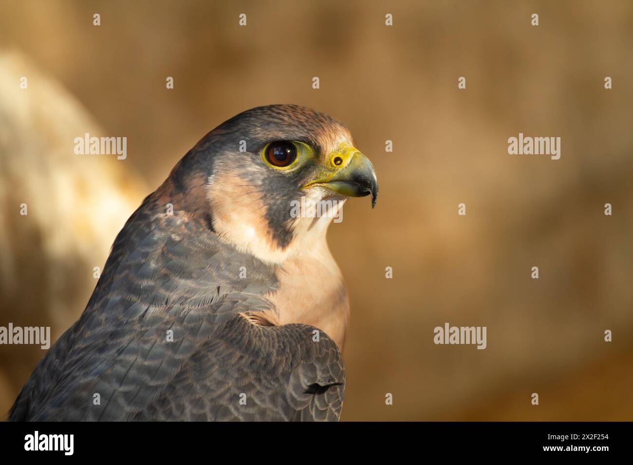 The Barbary falcon (Falco peregrinus pelegrinoides) الشاهين البربري is ...