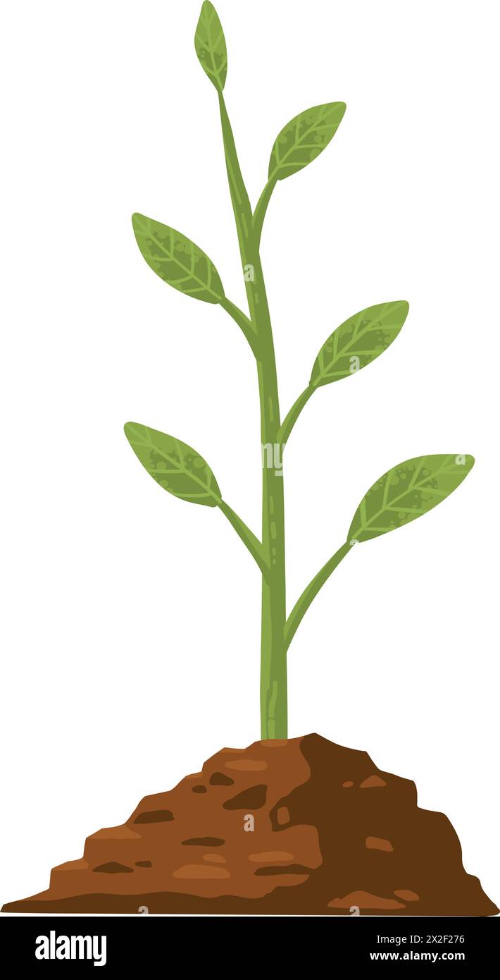 Tree grow. Plant growth from seed to sapling with green leaf. Stages of seedling and growing ...