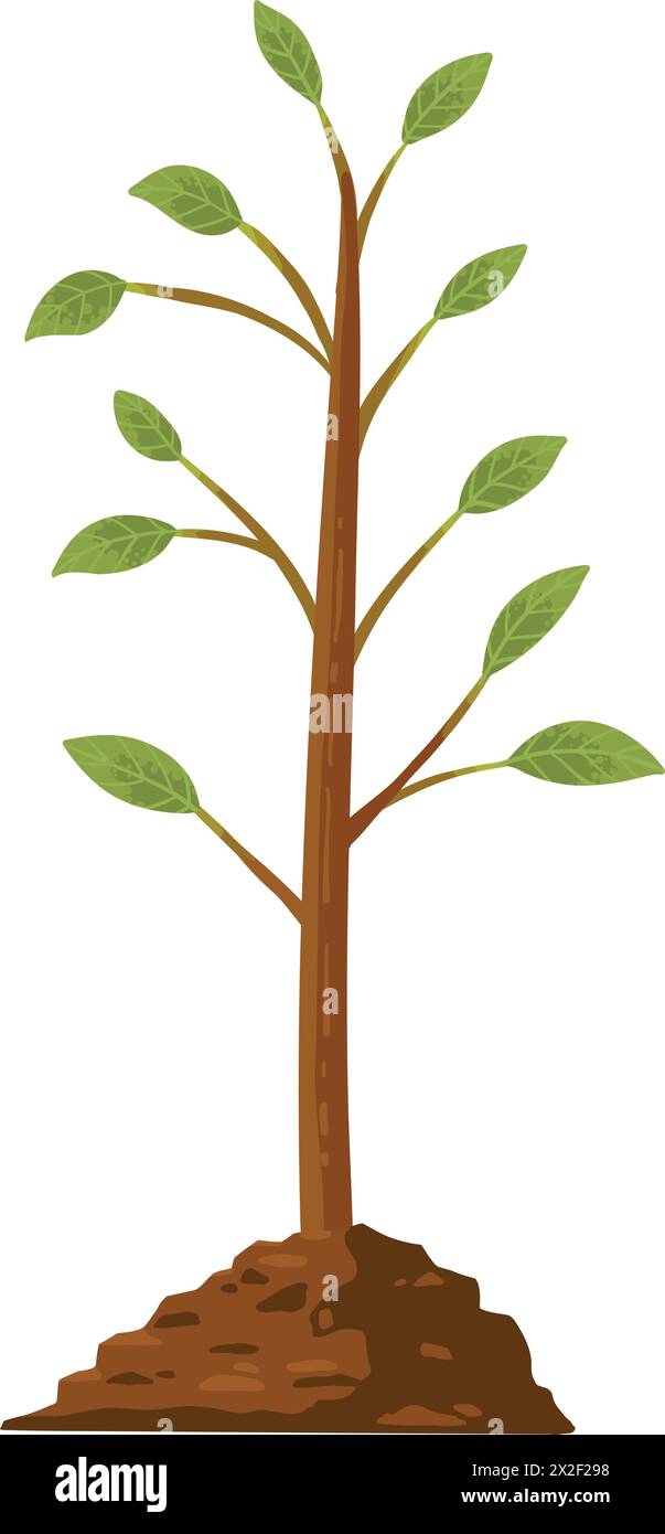 Tree grow. Plant growth from seed to sapling with green leaf. Stages of ...