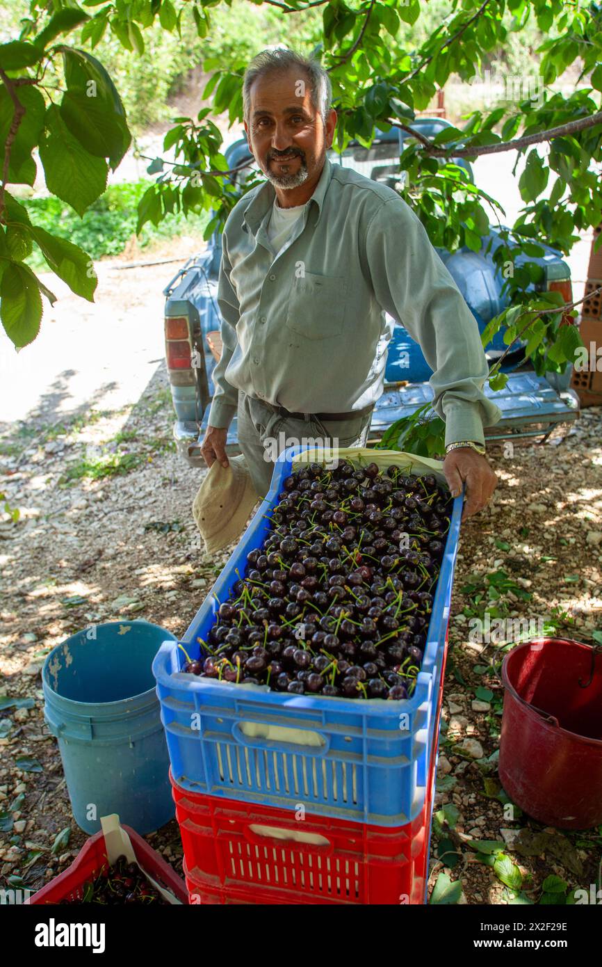 Cherry Picking Ripe Cherries on a tree in a cherry orchard ...
