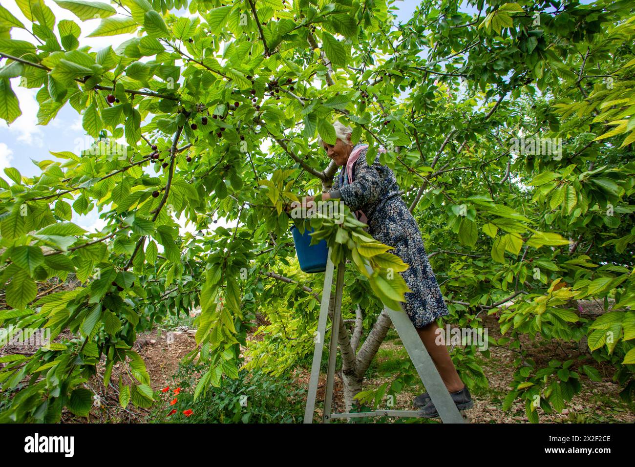 Cherry Picking Ripe Cherries on a tree in a cherry orchard ...