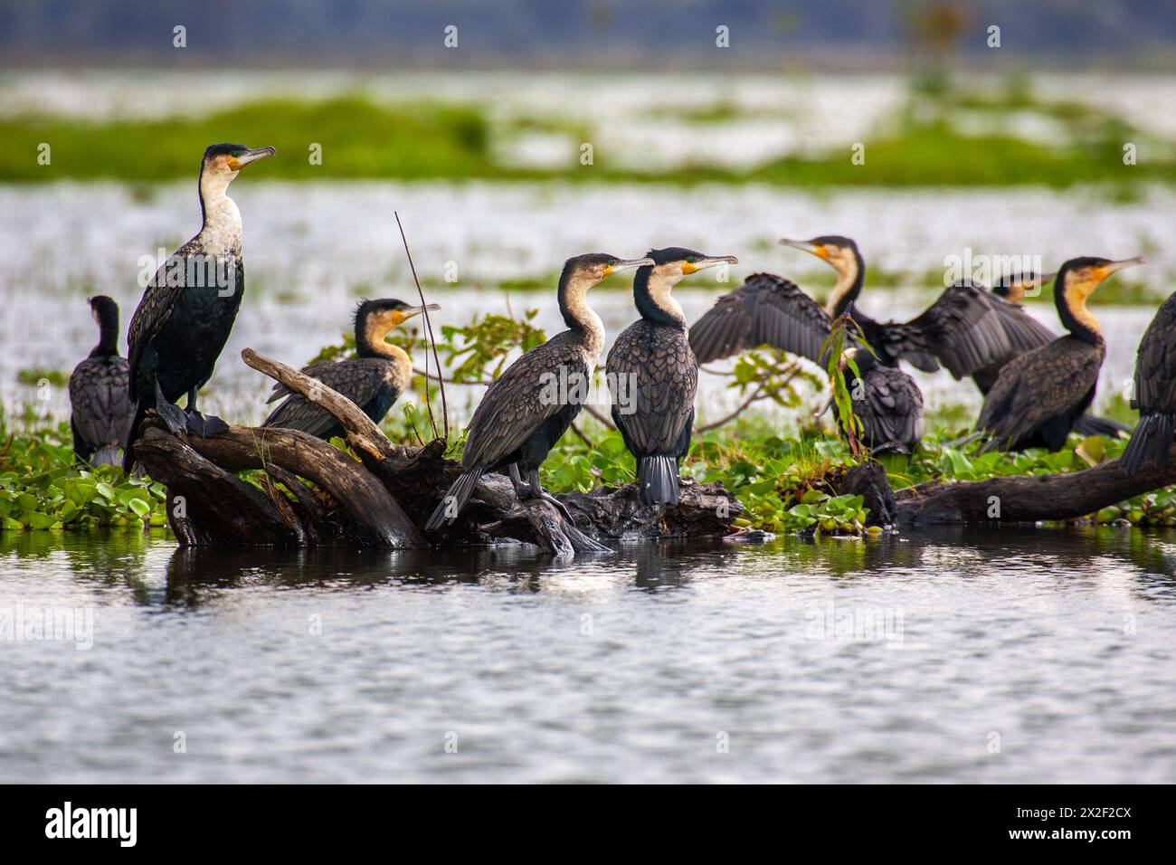 flock of White breasted Cormorant (Phalacrocorax lucidus), Photographed ...
