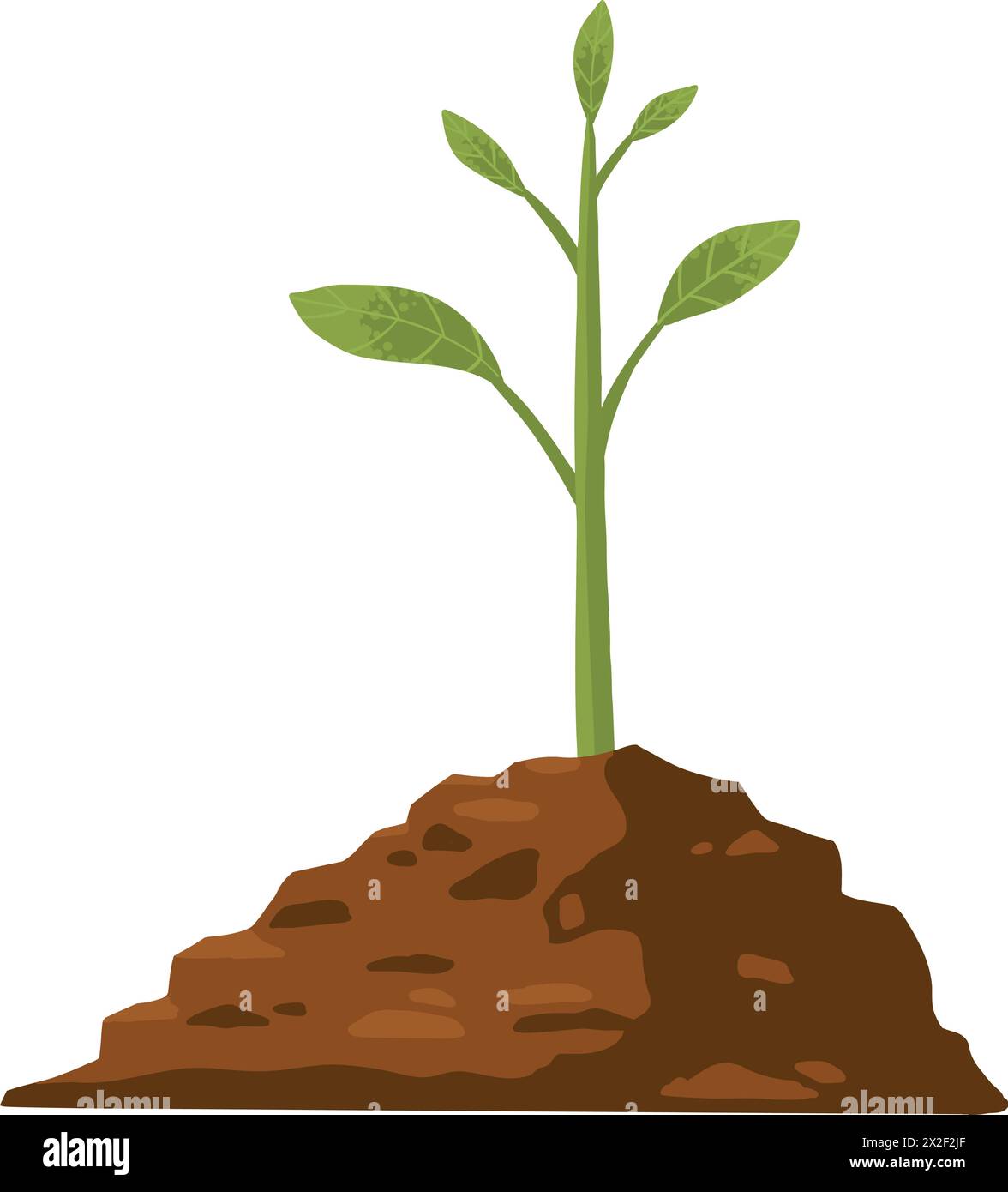 Tree grow. Plant growth from seed to sapling with green leaf. Stages of seedling and growing ...