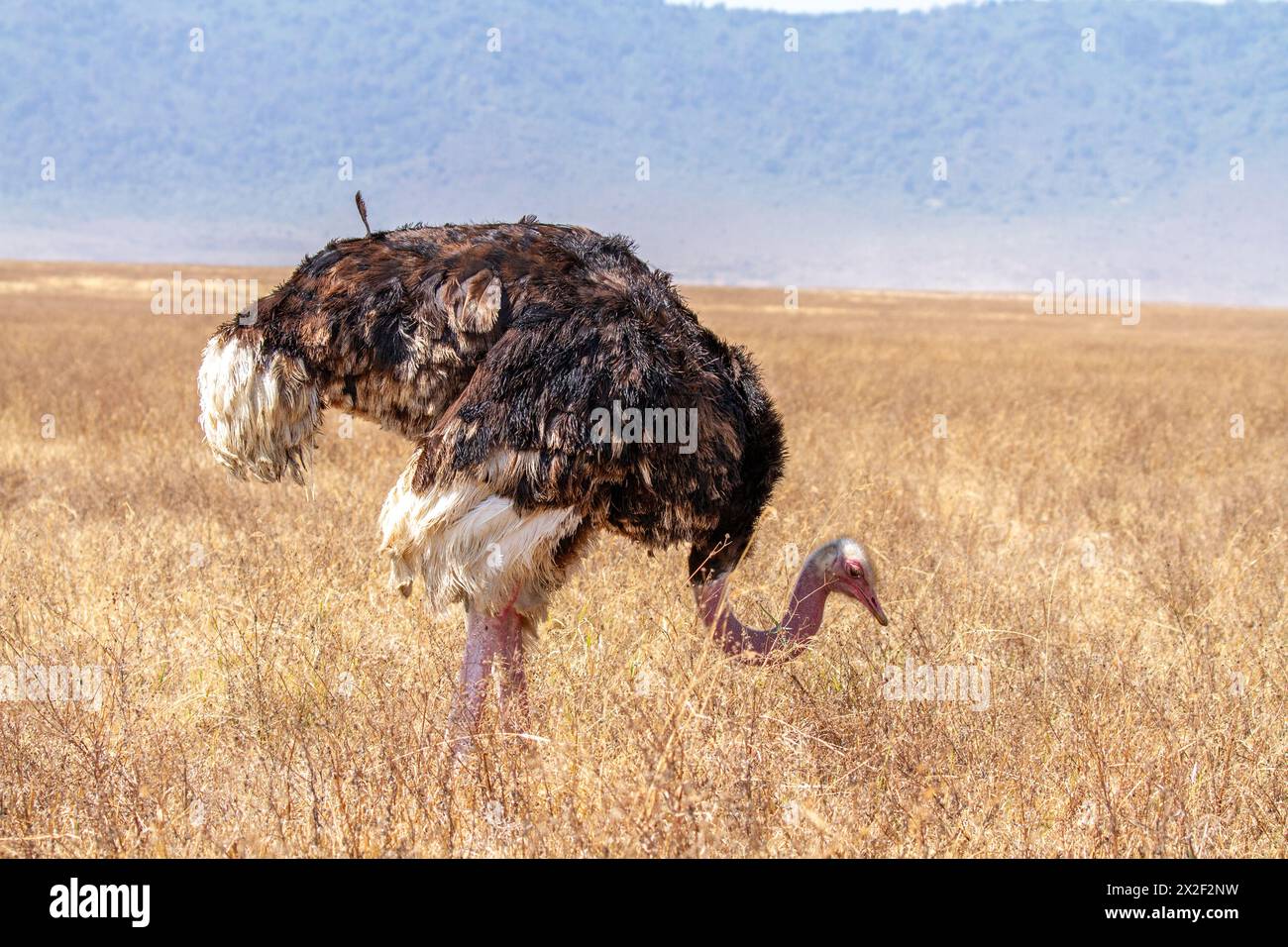 Common Ostrich (Struthio camelus) in the African Savanna Stock Photo ...
