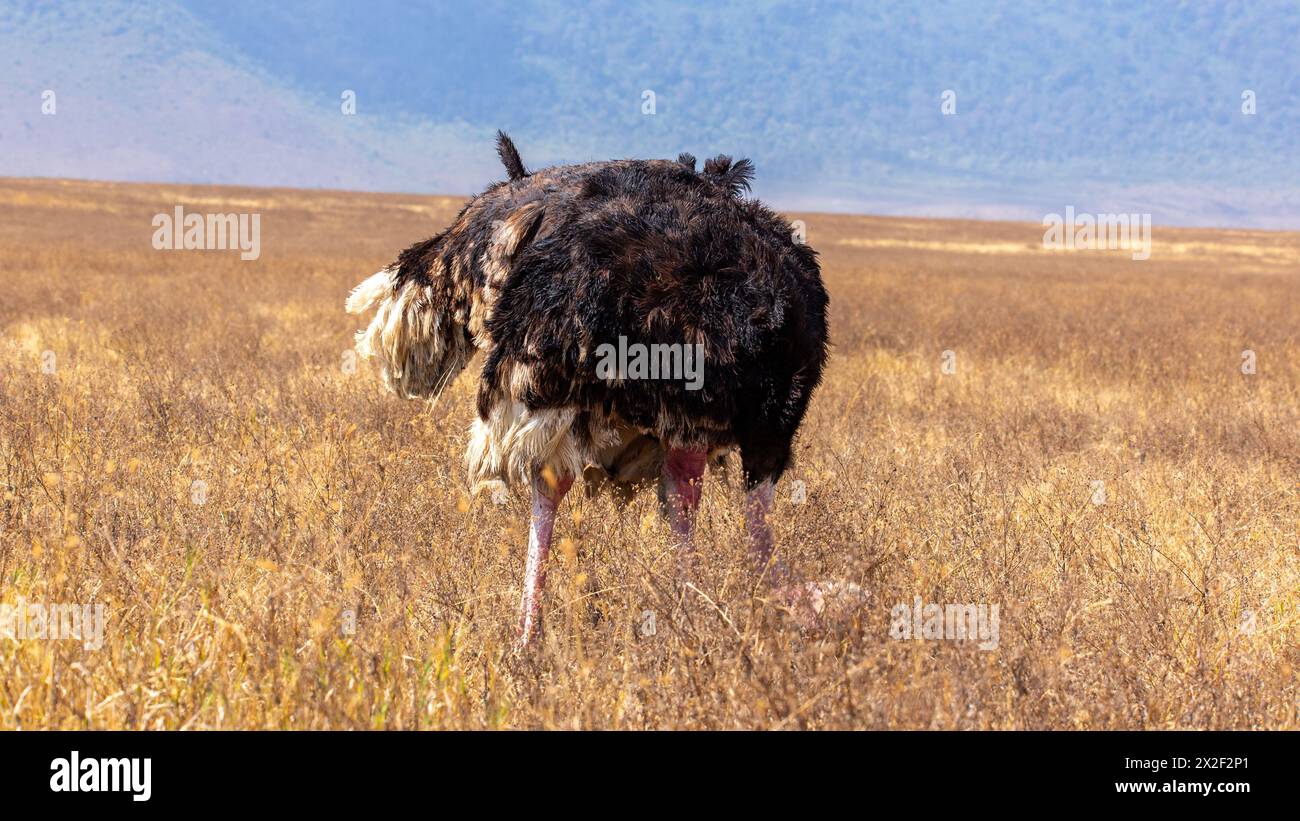 Common Ostrich (Struthio camelus) in the African Savanna Stock Photo ...